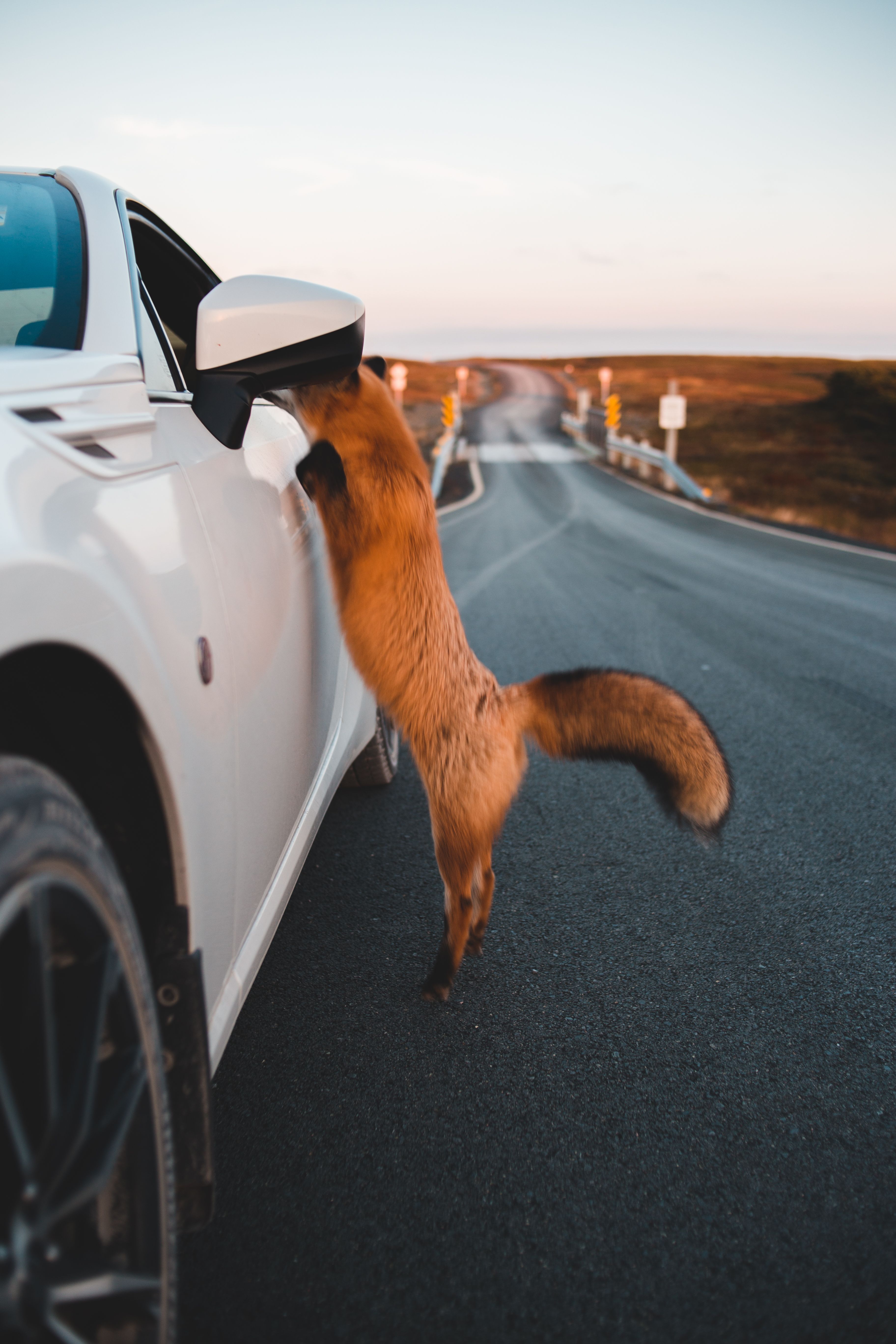 A Brown Fox Standing Beside the Car Window · Free Stock Photo