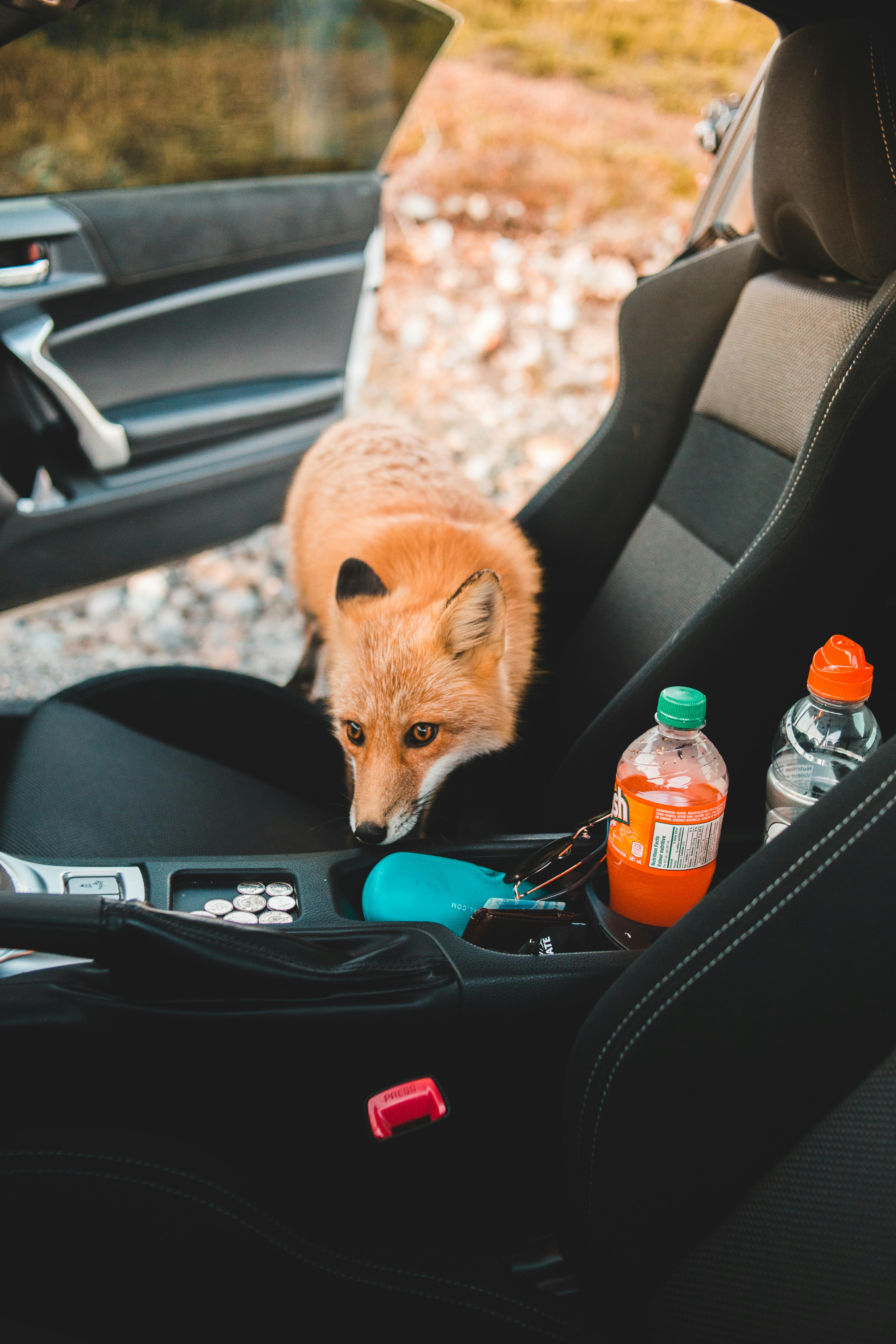 Fox Going Inside a Car · Free Stock Photo