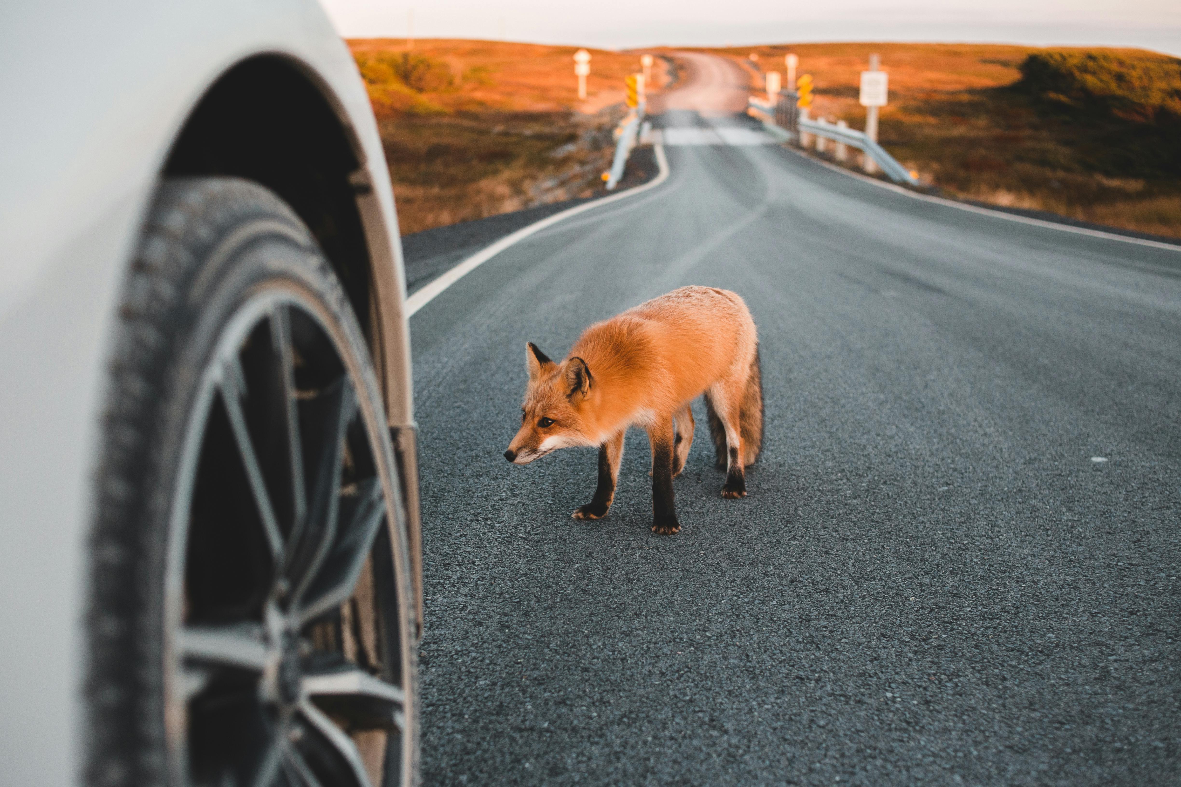 Brown Fox Walking on the Gray Asphalt Road · Free Stock Photo