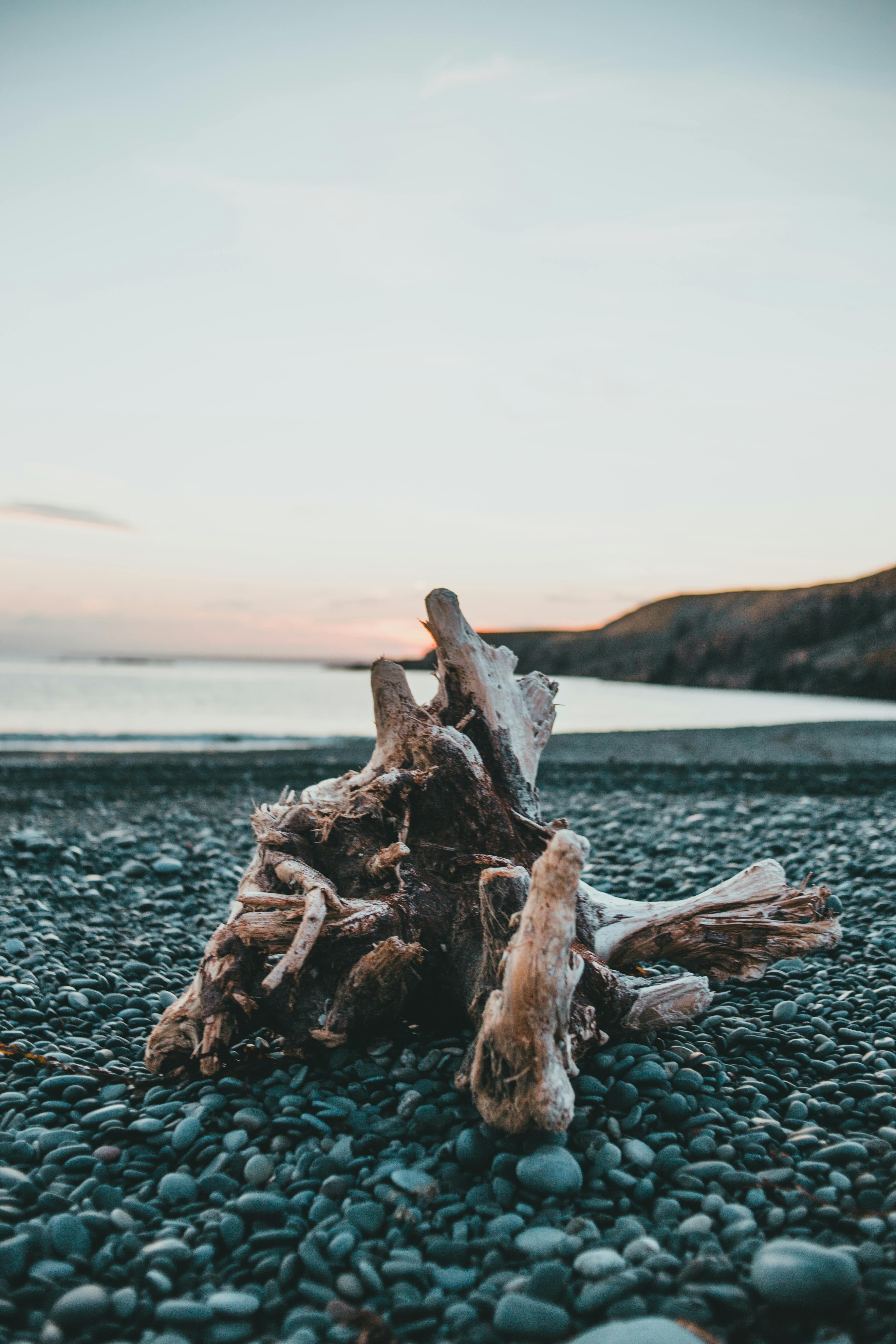 Brown Wood Log on Sea Shore · Free Stock Photo