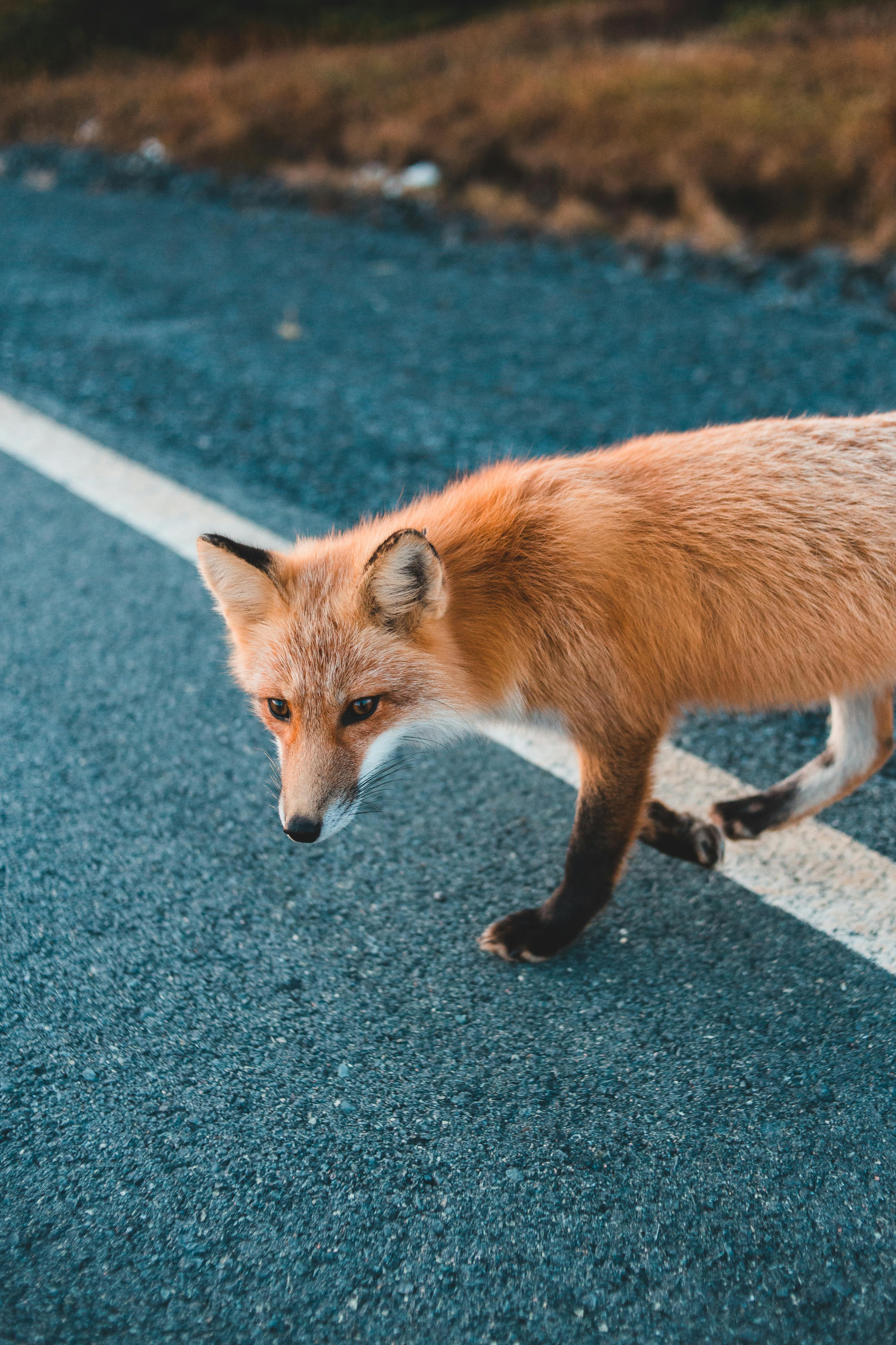 Brown Fox Walking on the Gray Asphalt Road · Free Stock Photo