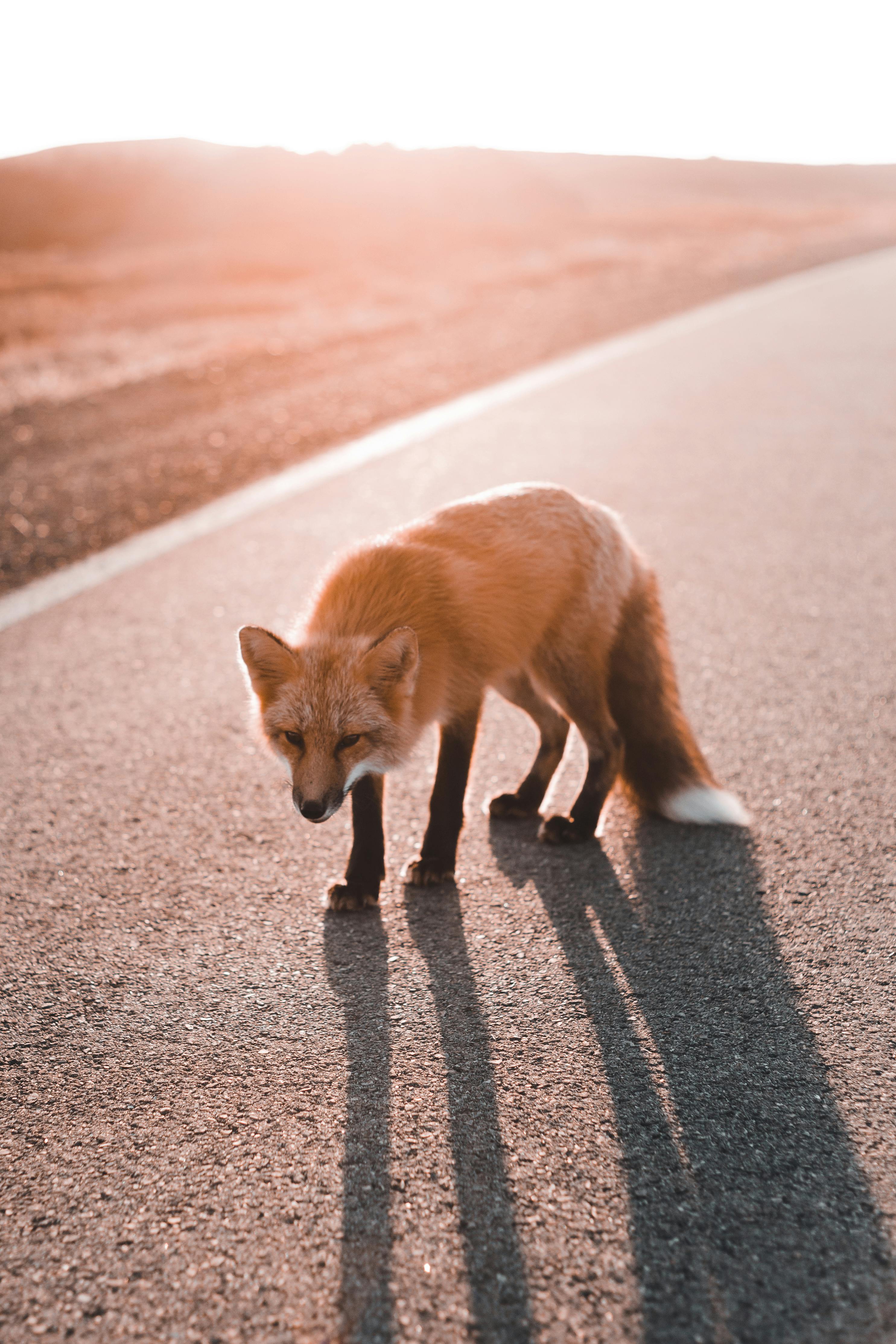 Brown Fox Walking on the Gray Asphalt Road · Free Stock Photo