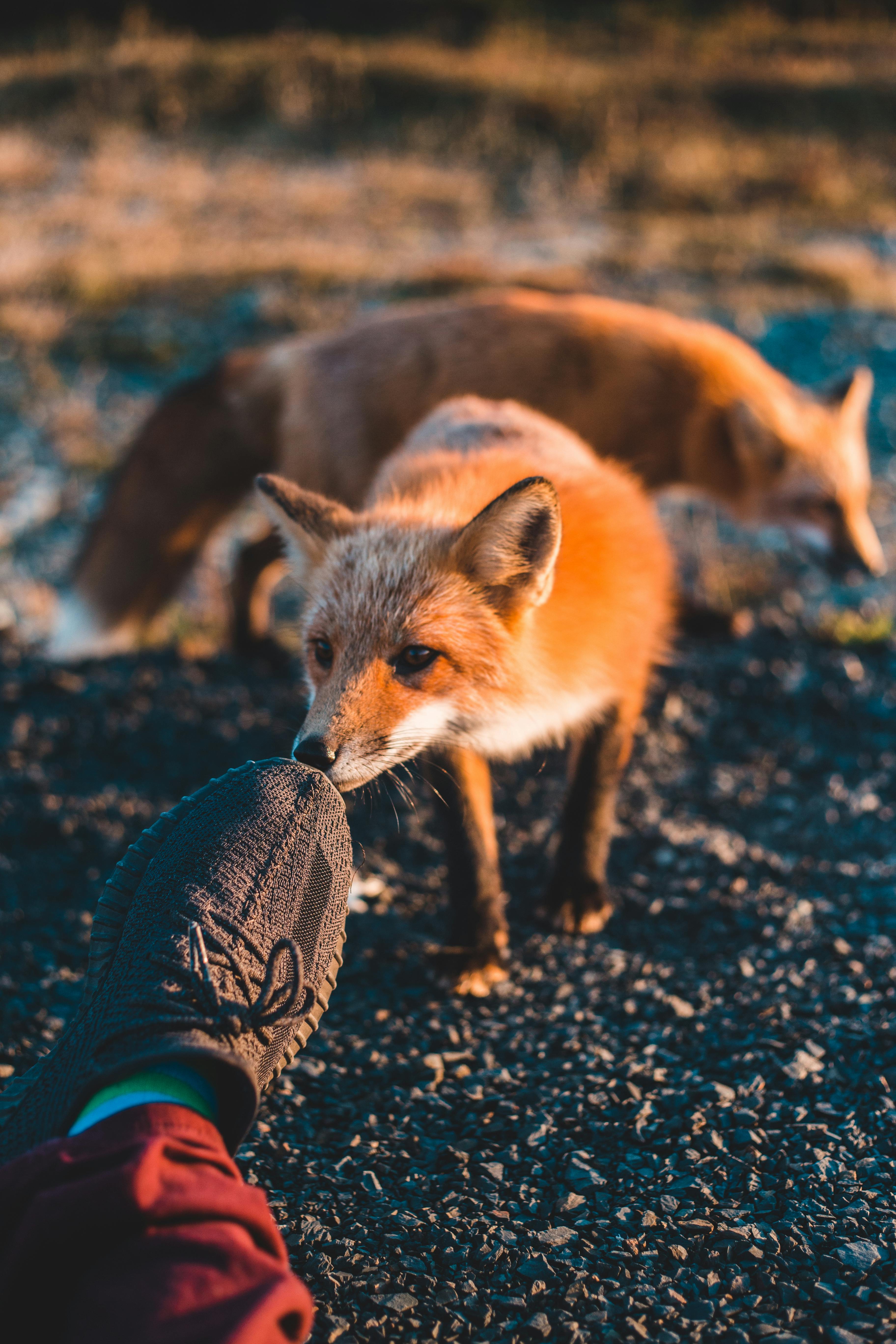 479+ Best Free Foxes Stock Photos & Images · 100% Royalty-Free HD Downloads