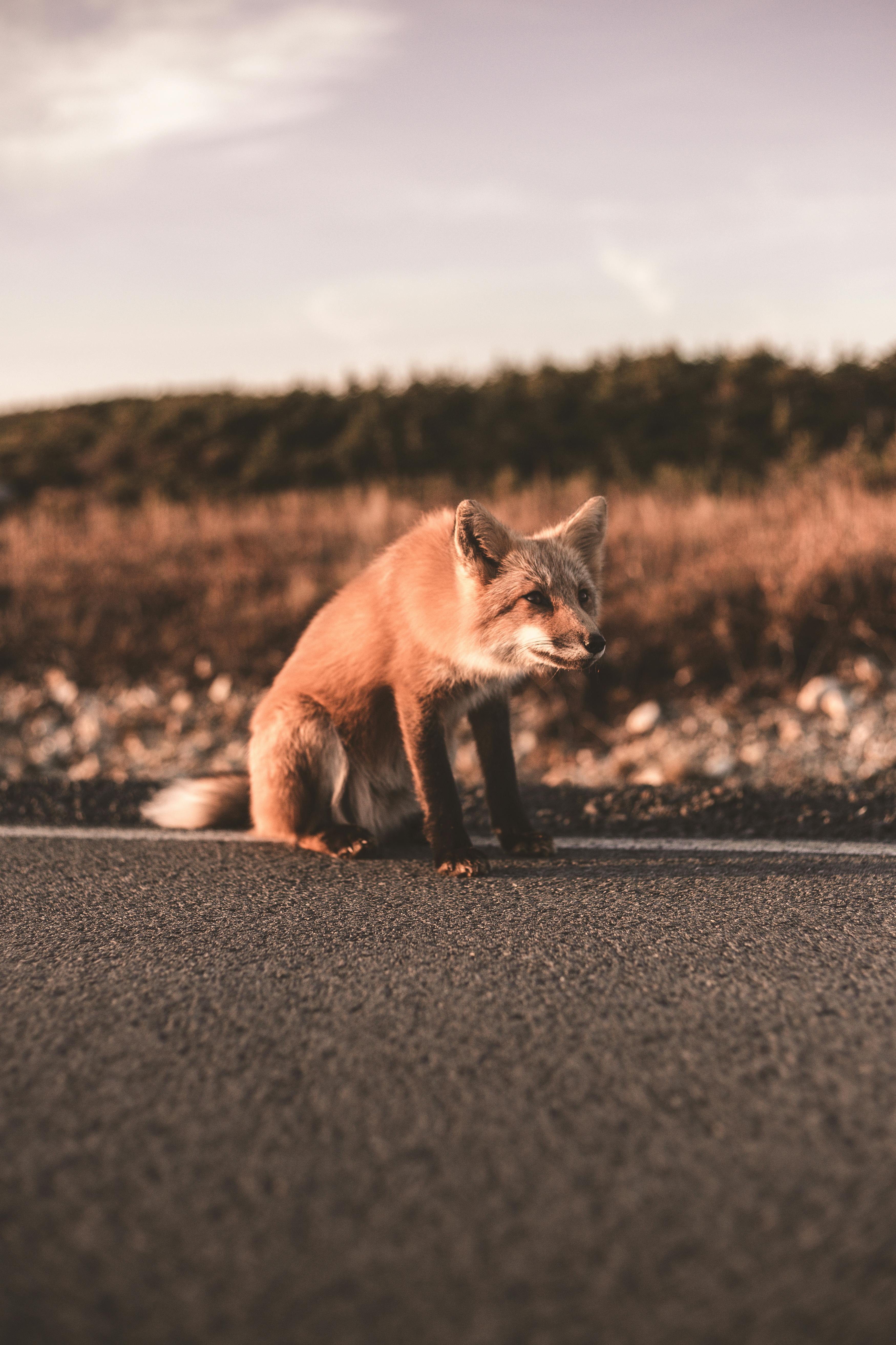 Brown Fox Walking on the Gray Asphalt Road · Free Stock Photo
