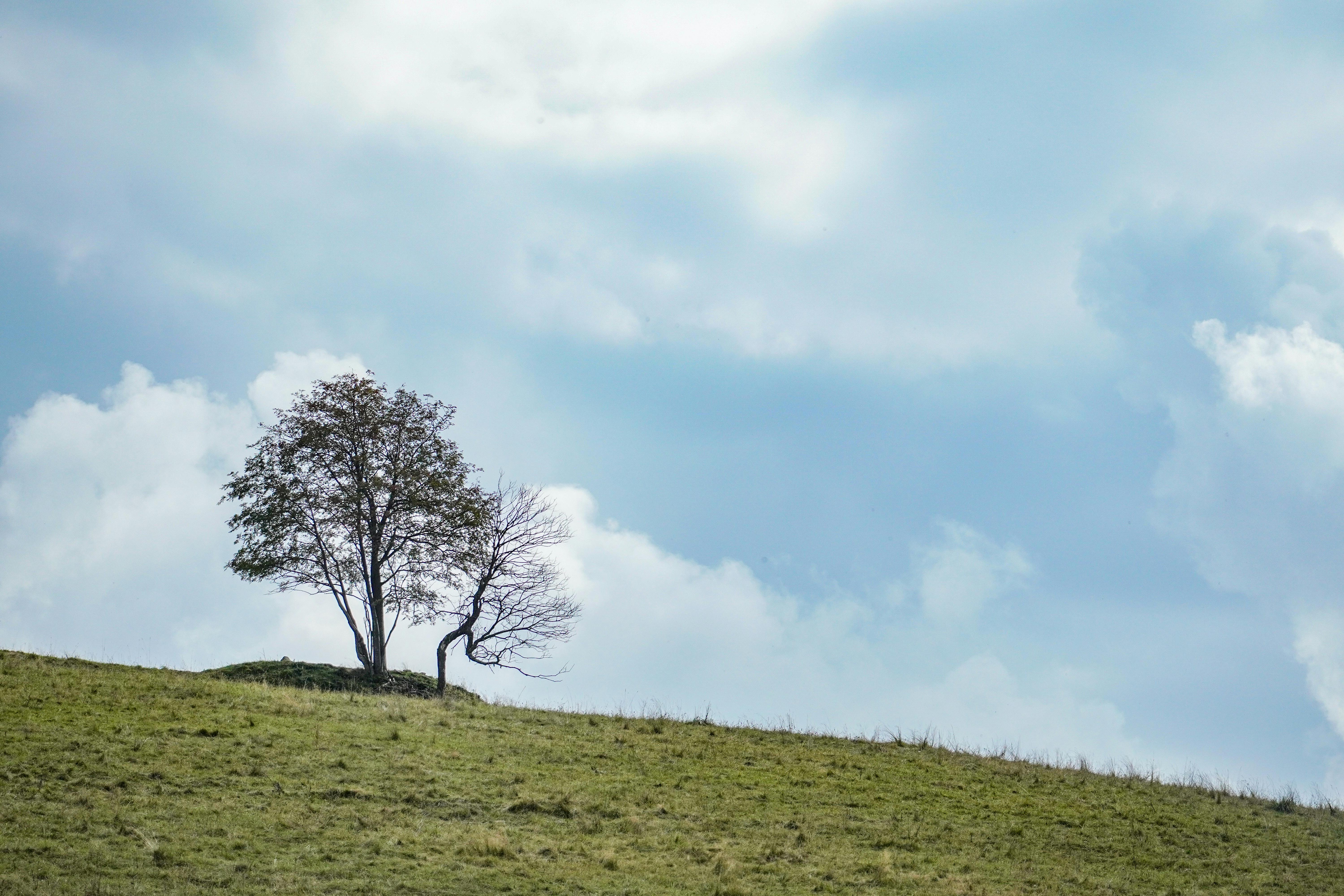 Trees on the Field · Free Stock Photo