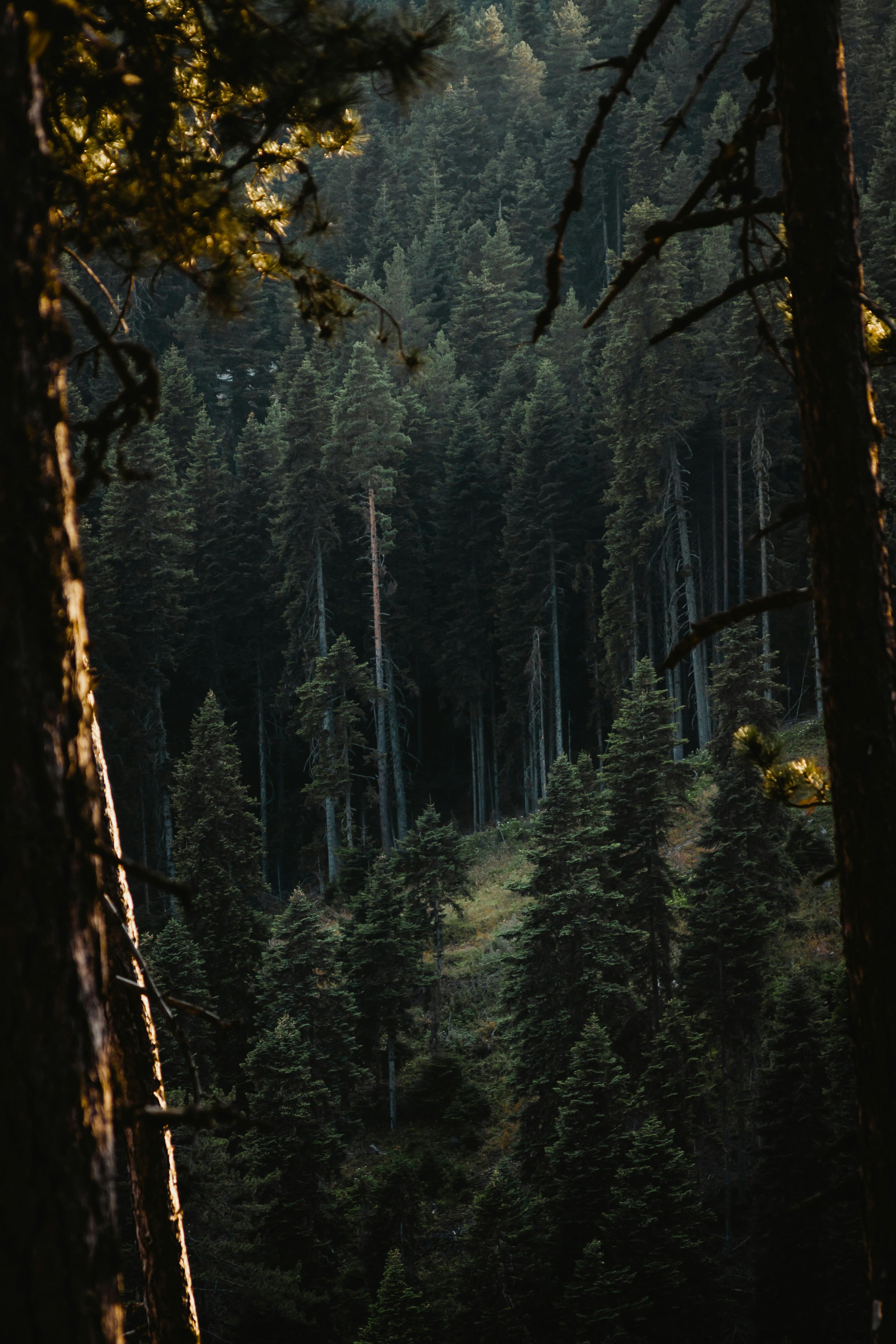 30,000+ Best Enchanted Forest Photos · 100% Free Download · Pexels ...