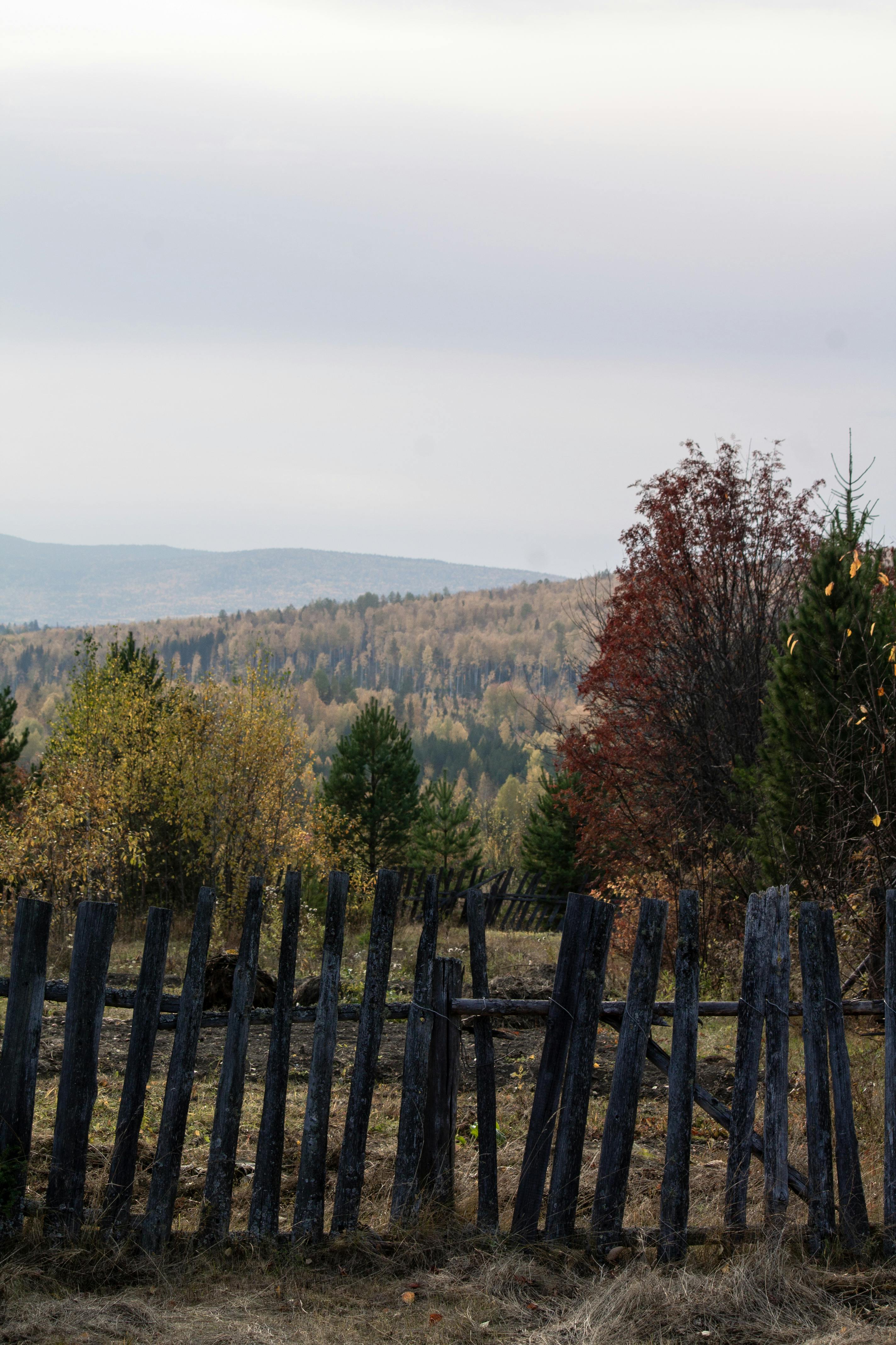 Brown Trees during Sunset · Free Stock Photo