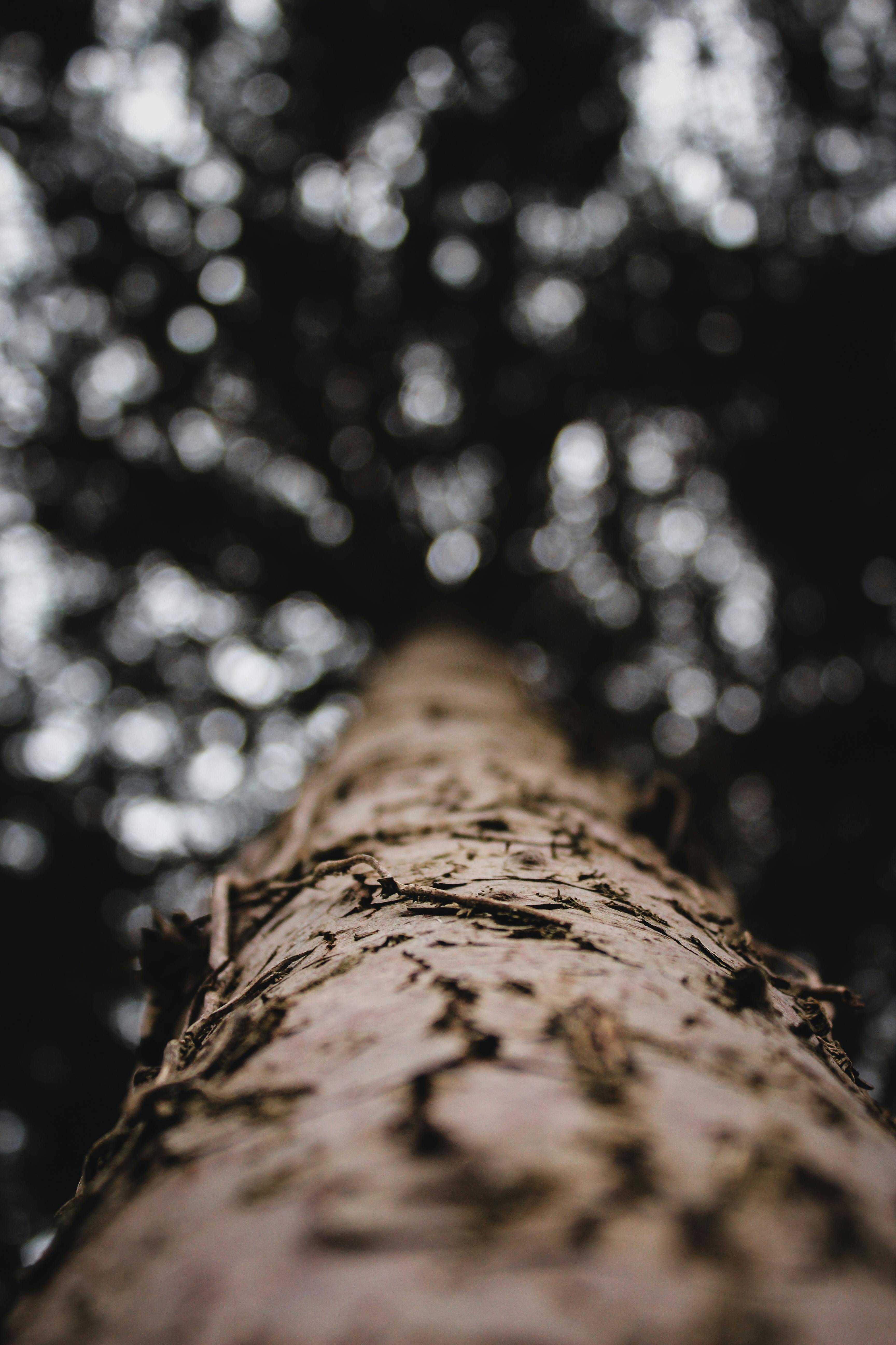 Person Touching a Tree · Free Stock Photo