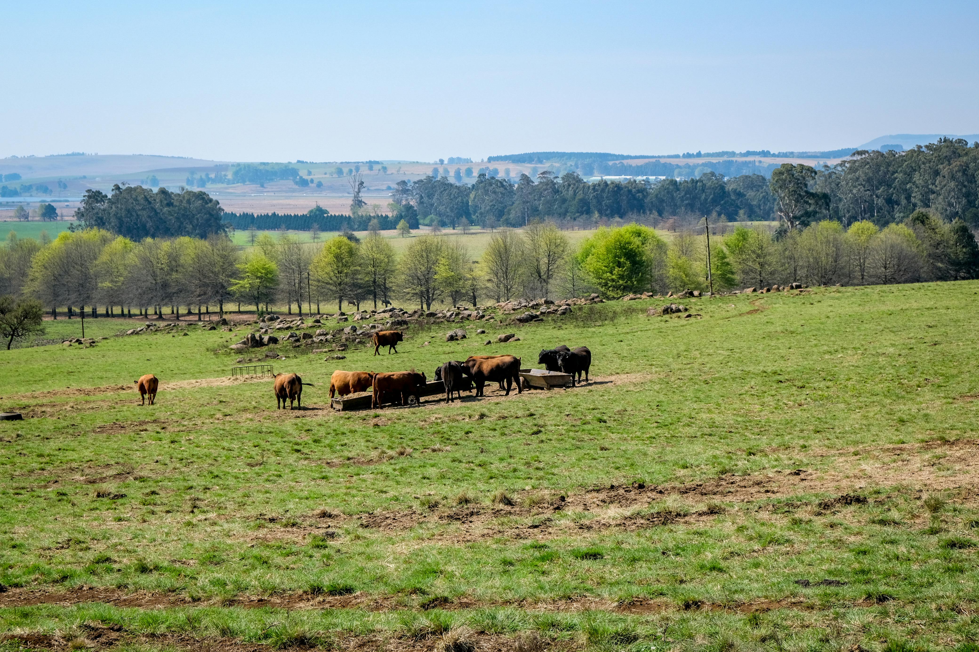 A Cows on the Farm · Free Stock Photo