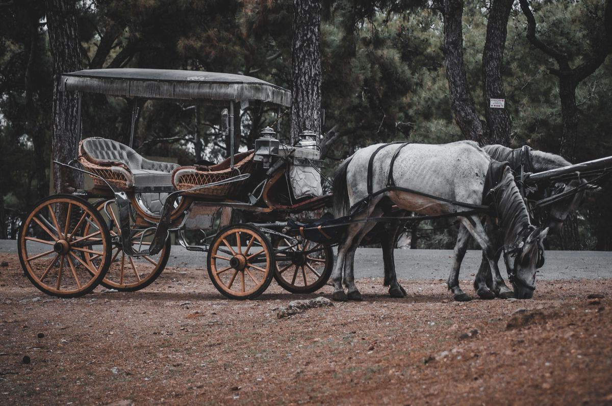 Contract of Carriage Rules for Easy Understanding