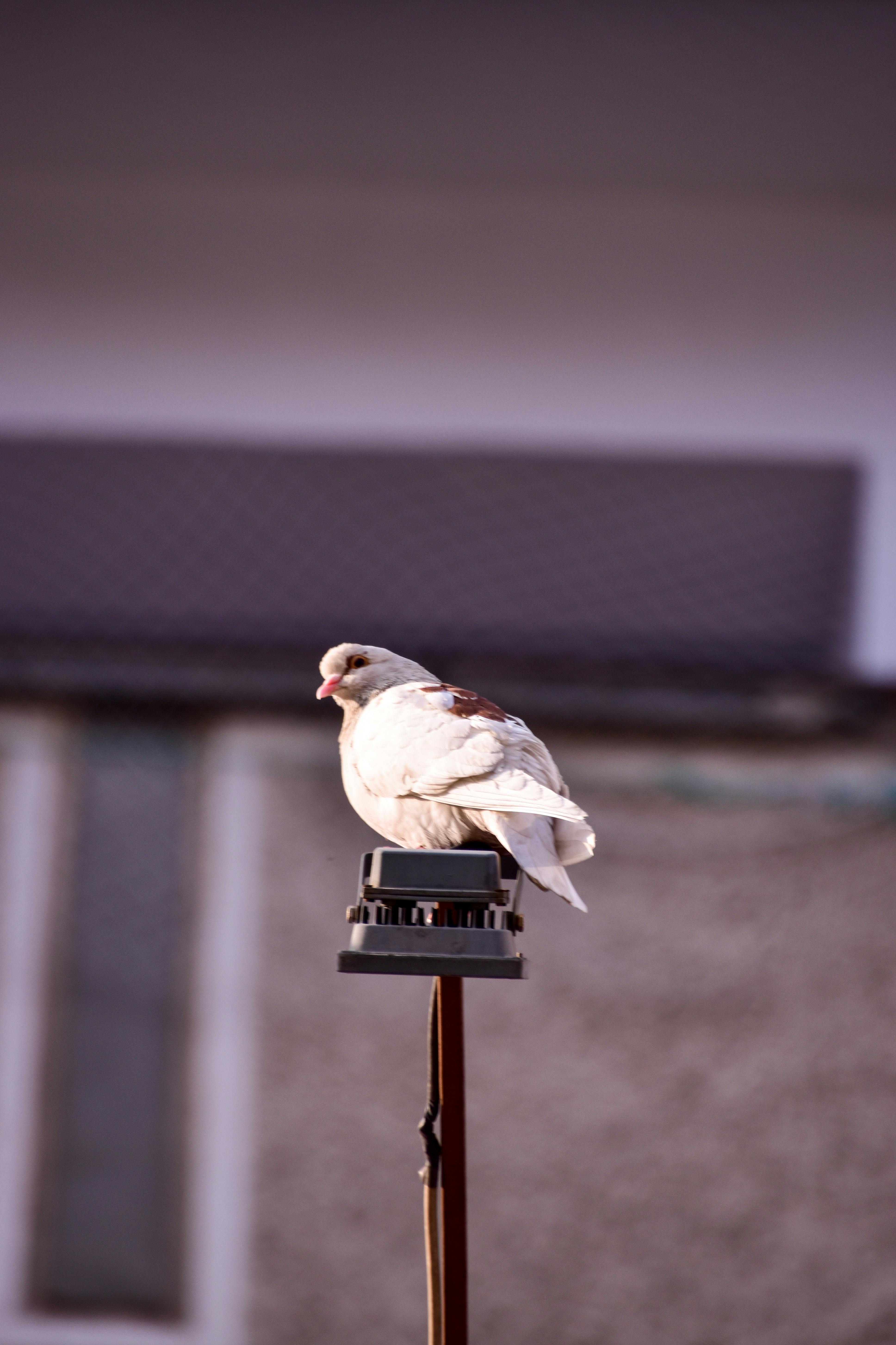 Black Metal Paper Pins · Free Stock Photo