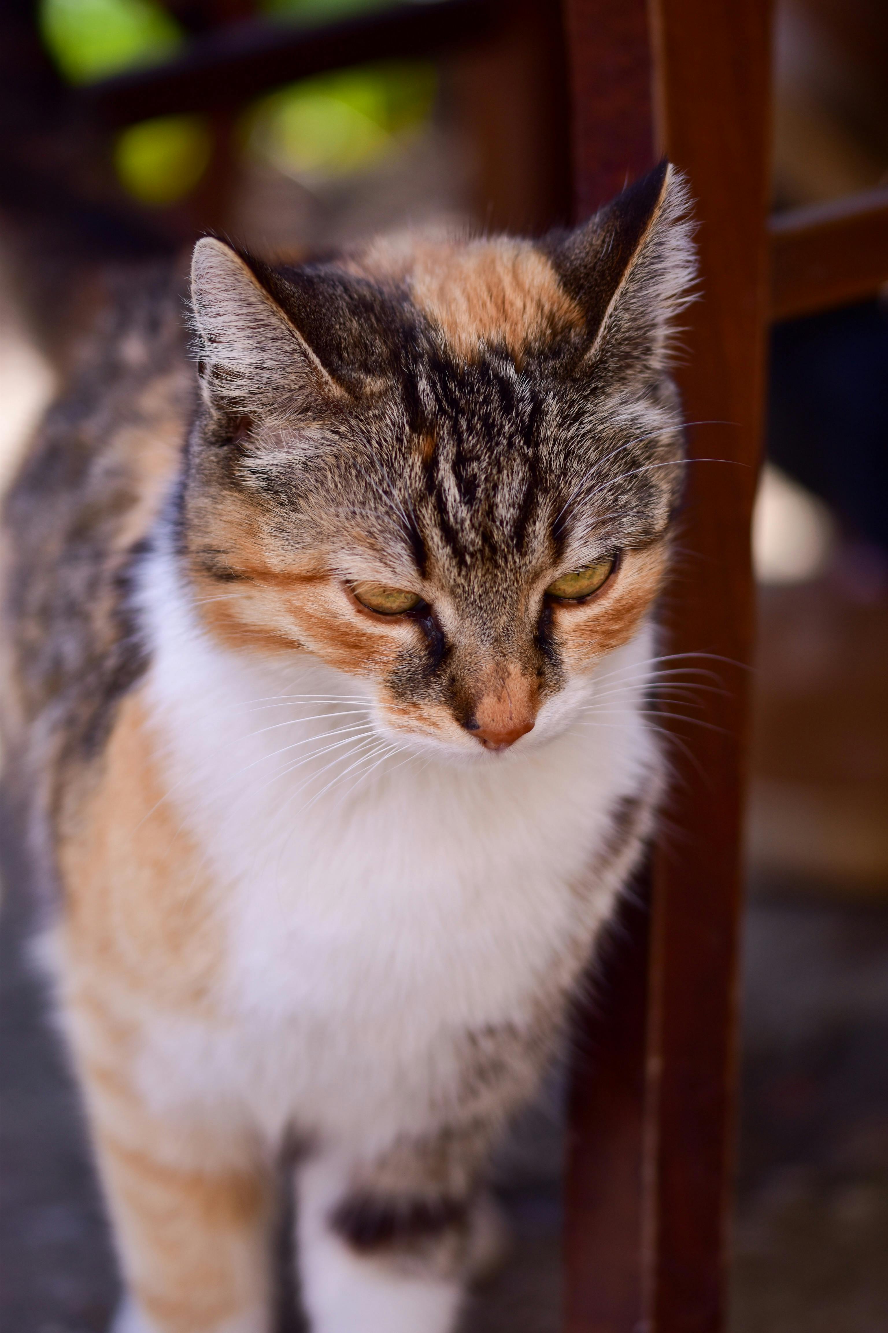 Brown White and Black Cat · Free Stock Photo