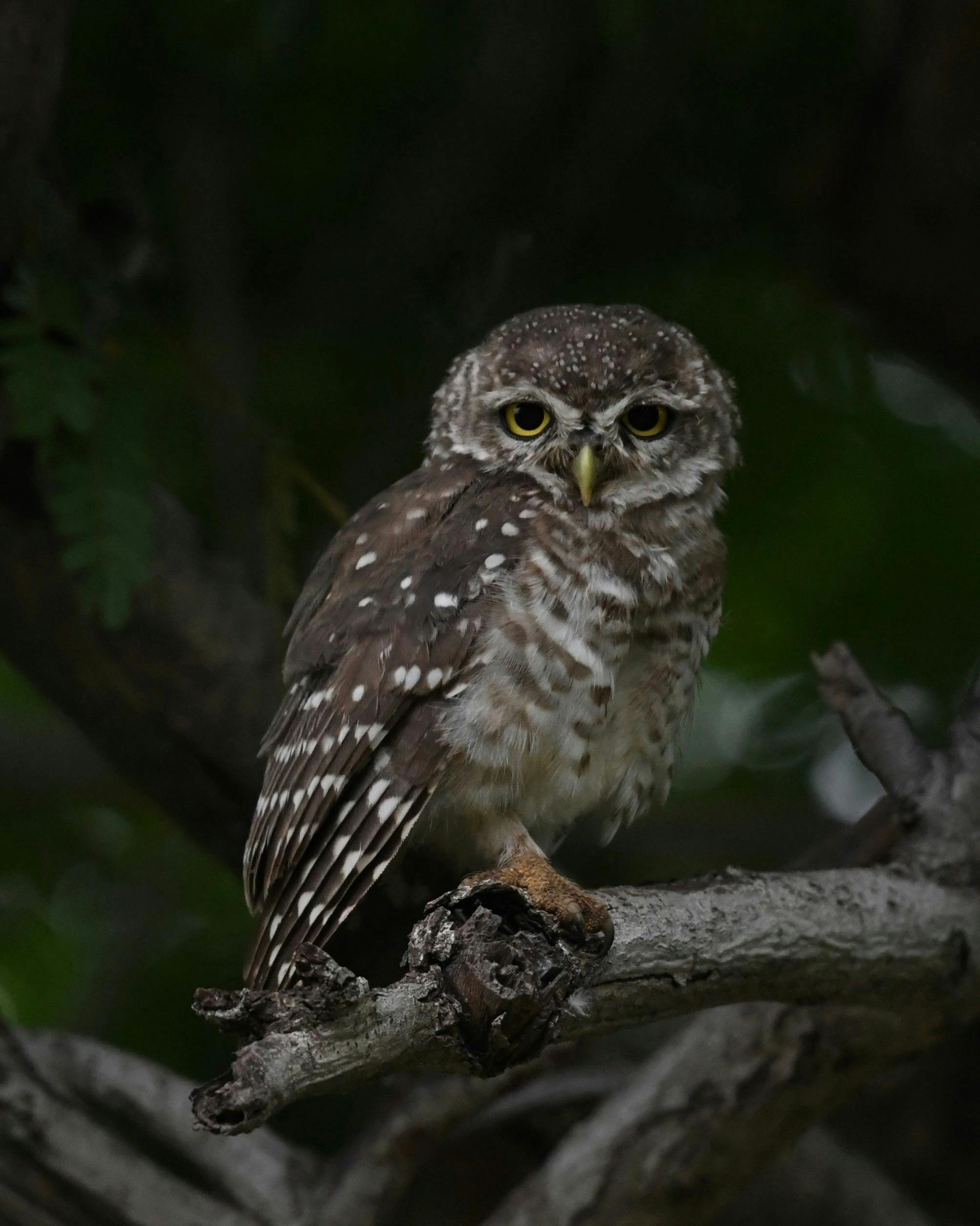 Brown Owl On Tree Branch · Free Stock Photo