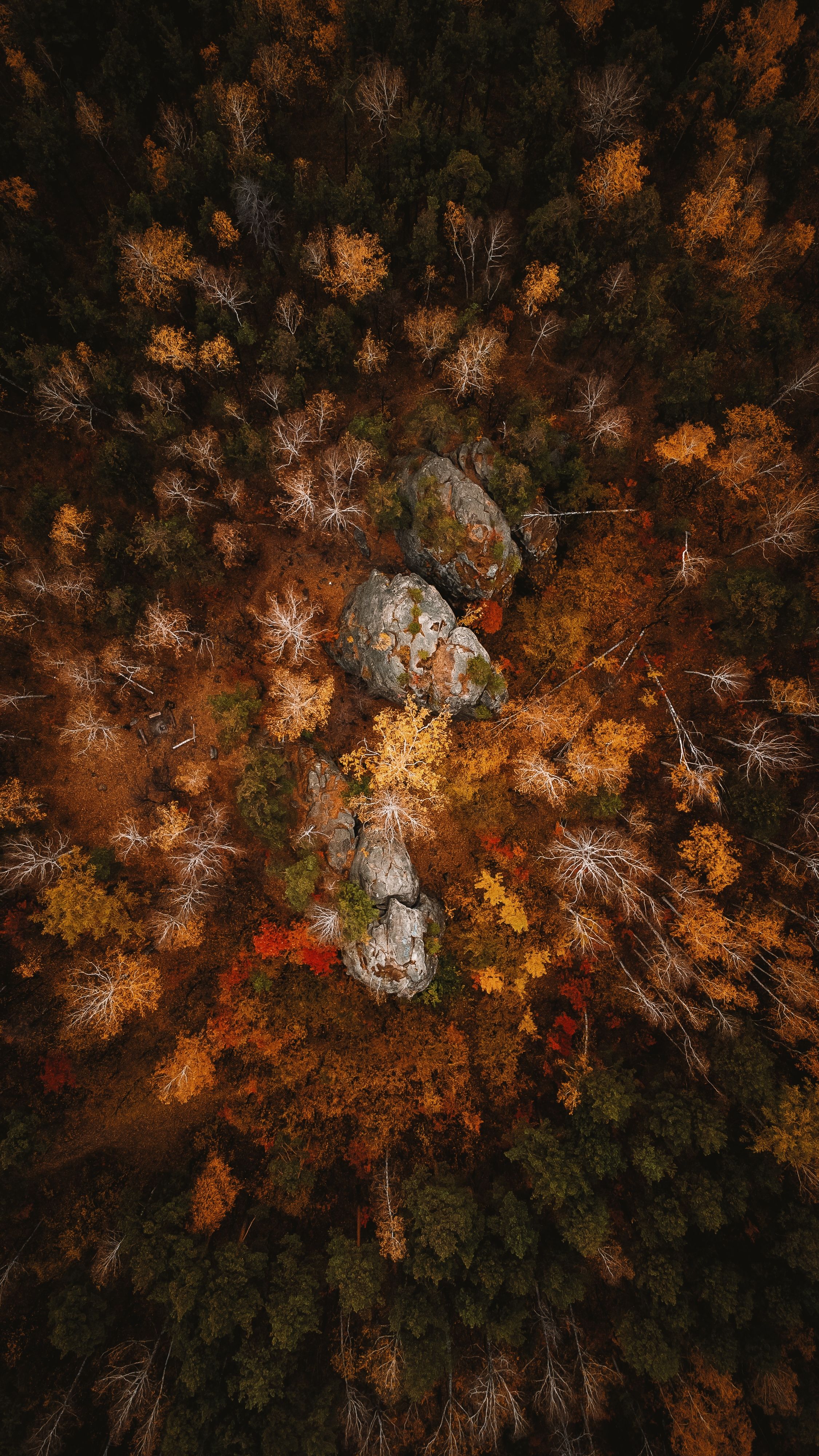 Drone Shot of Trees · Free Stock Photo