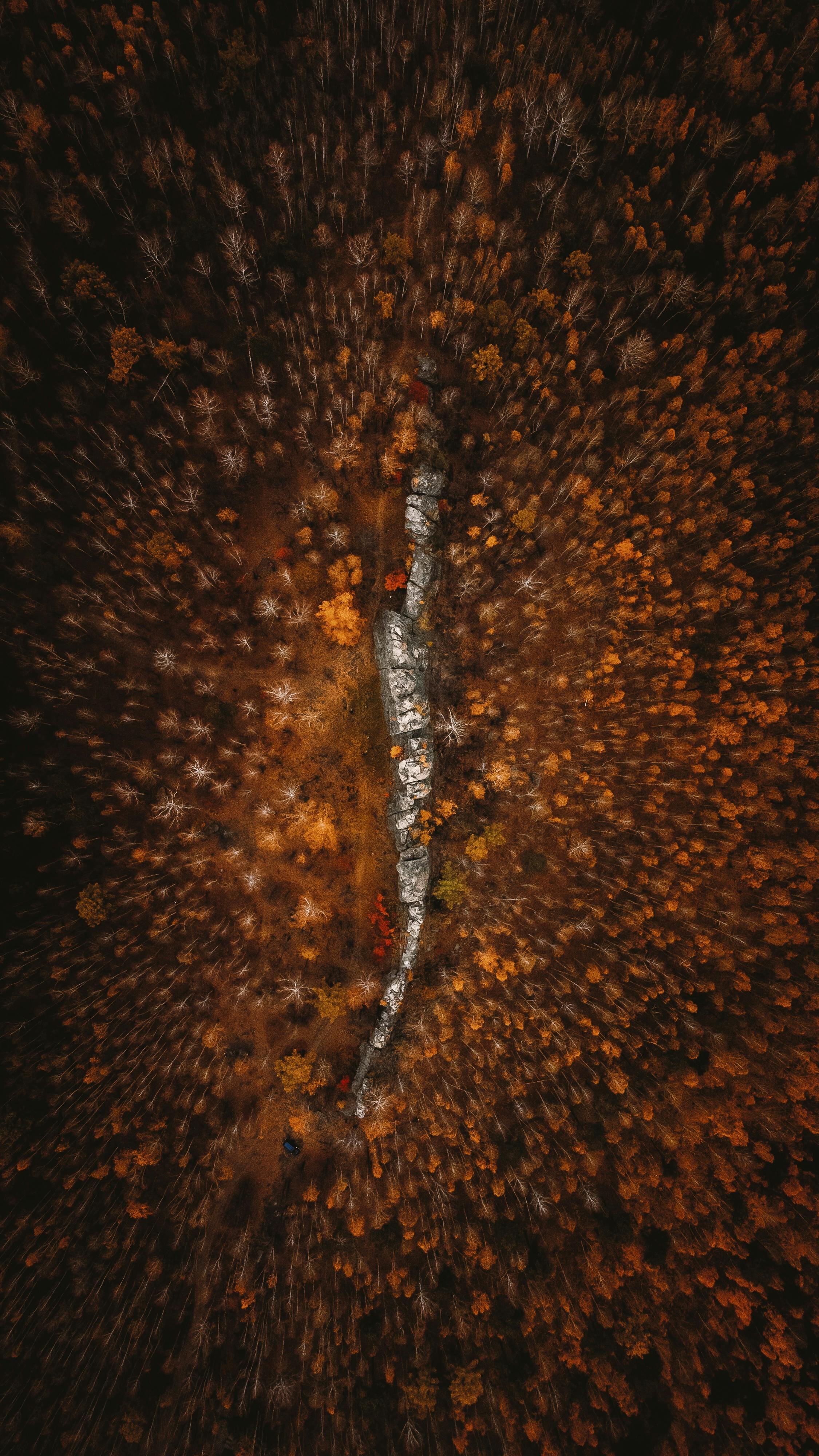 Top View of a Forest in Autumn · Free Stock Photo
