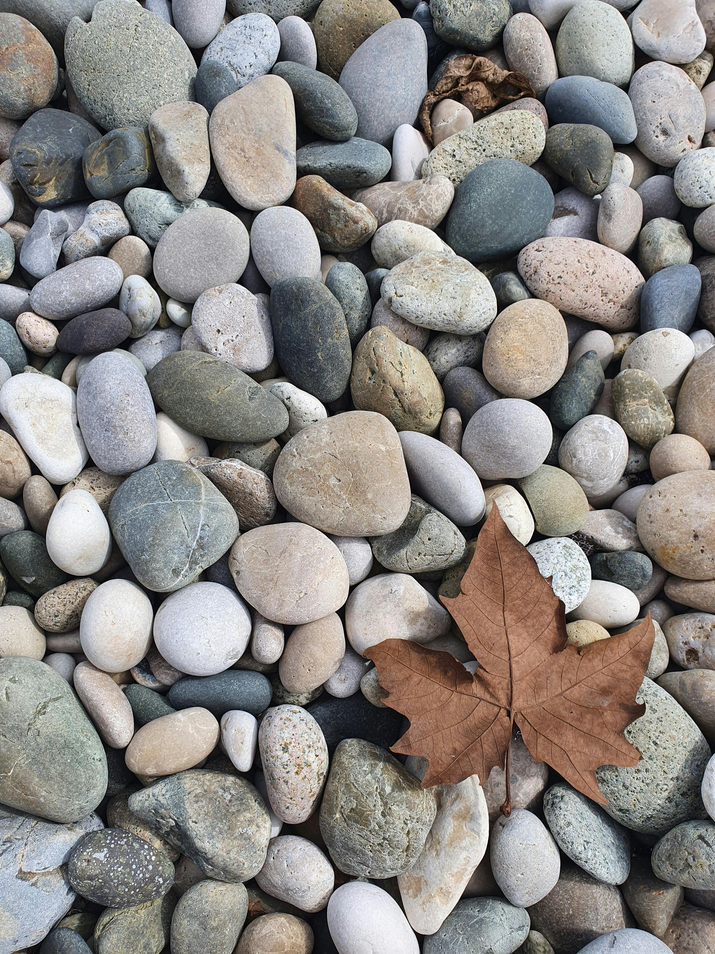Photo of Dry Maple Leaf on Pebble · Free Stock Photo