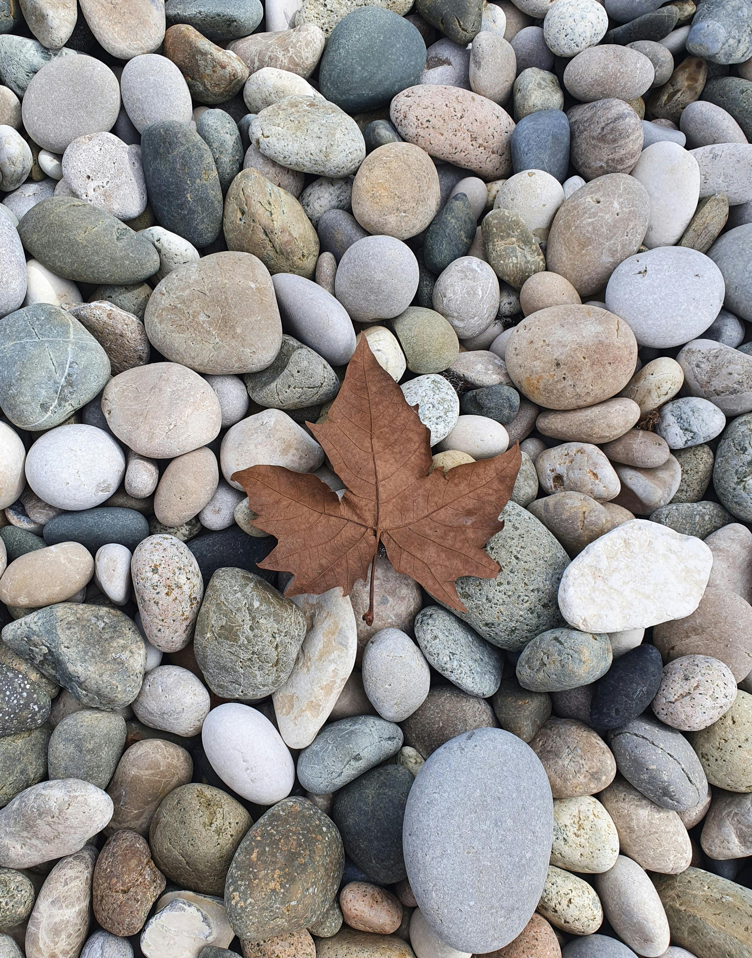 Close-Up Photo of a Dry Maple Leaf on Gray Pebbles · Free Stock Photo