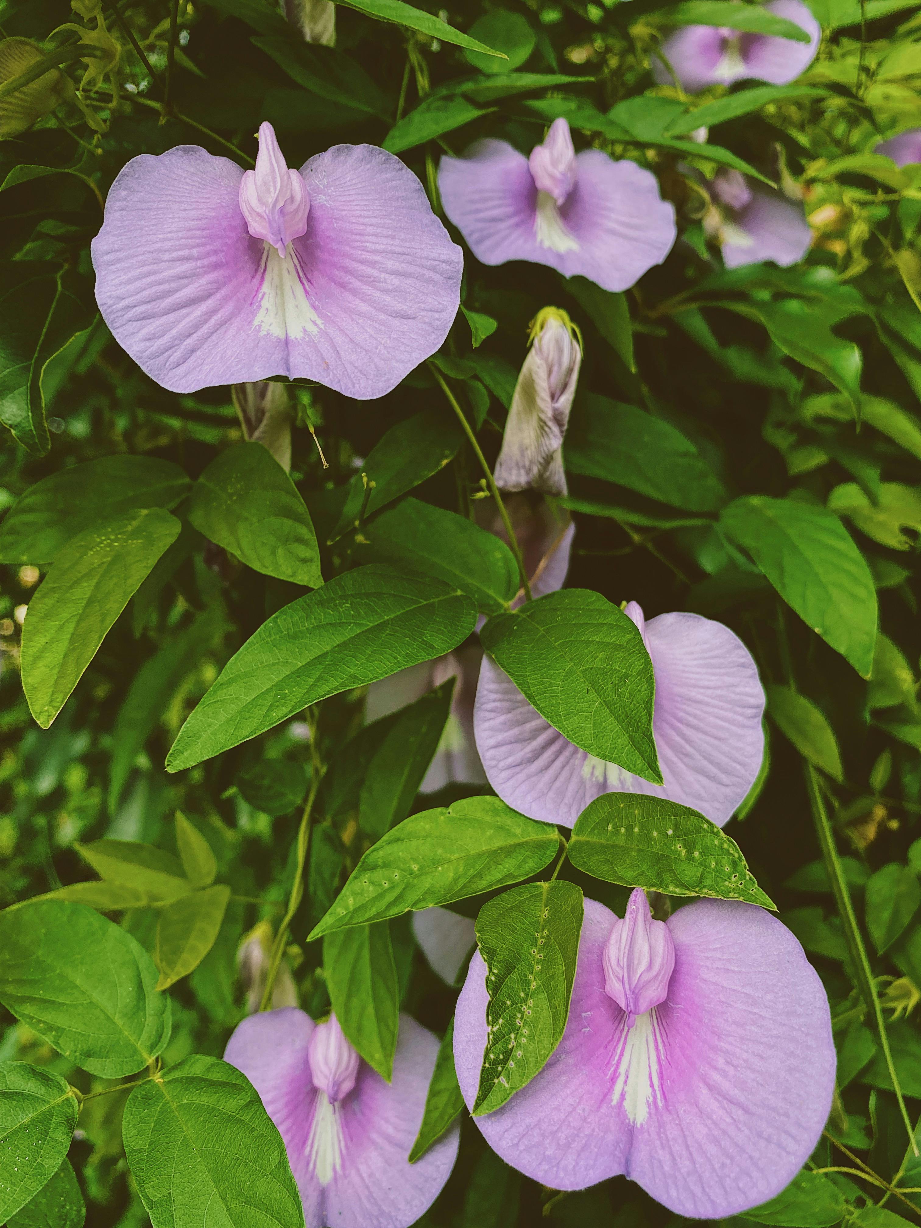 Centrosema Photos, Download The BEST Free Centrosema Stock Photos & HD ...