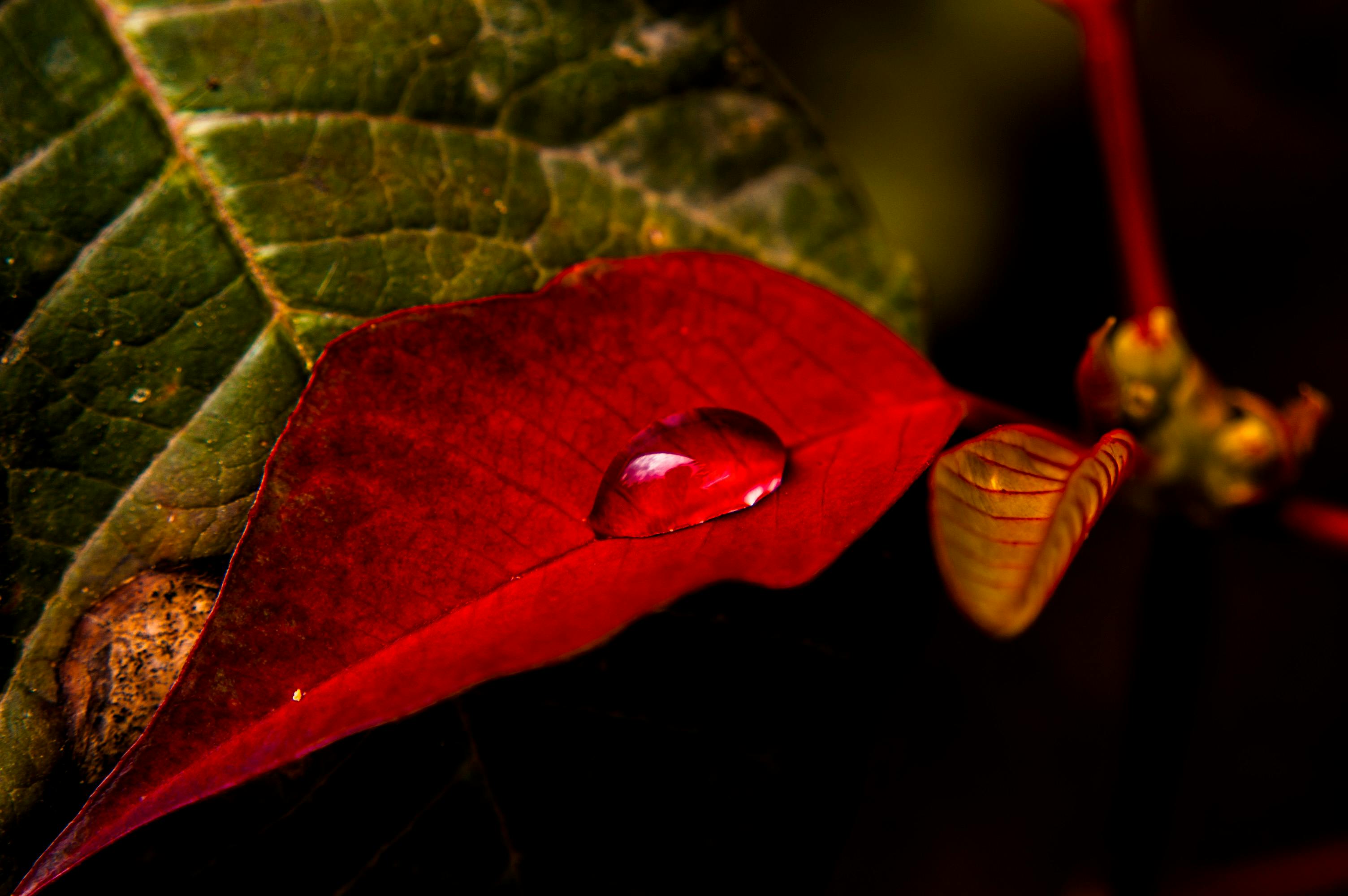 Red Leaf · Free Stock Photo