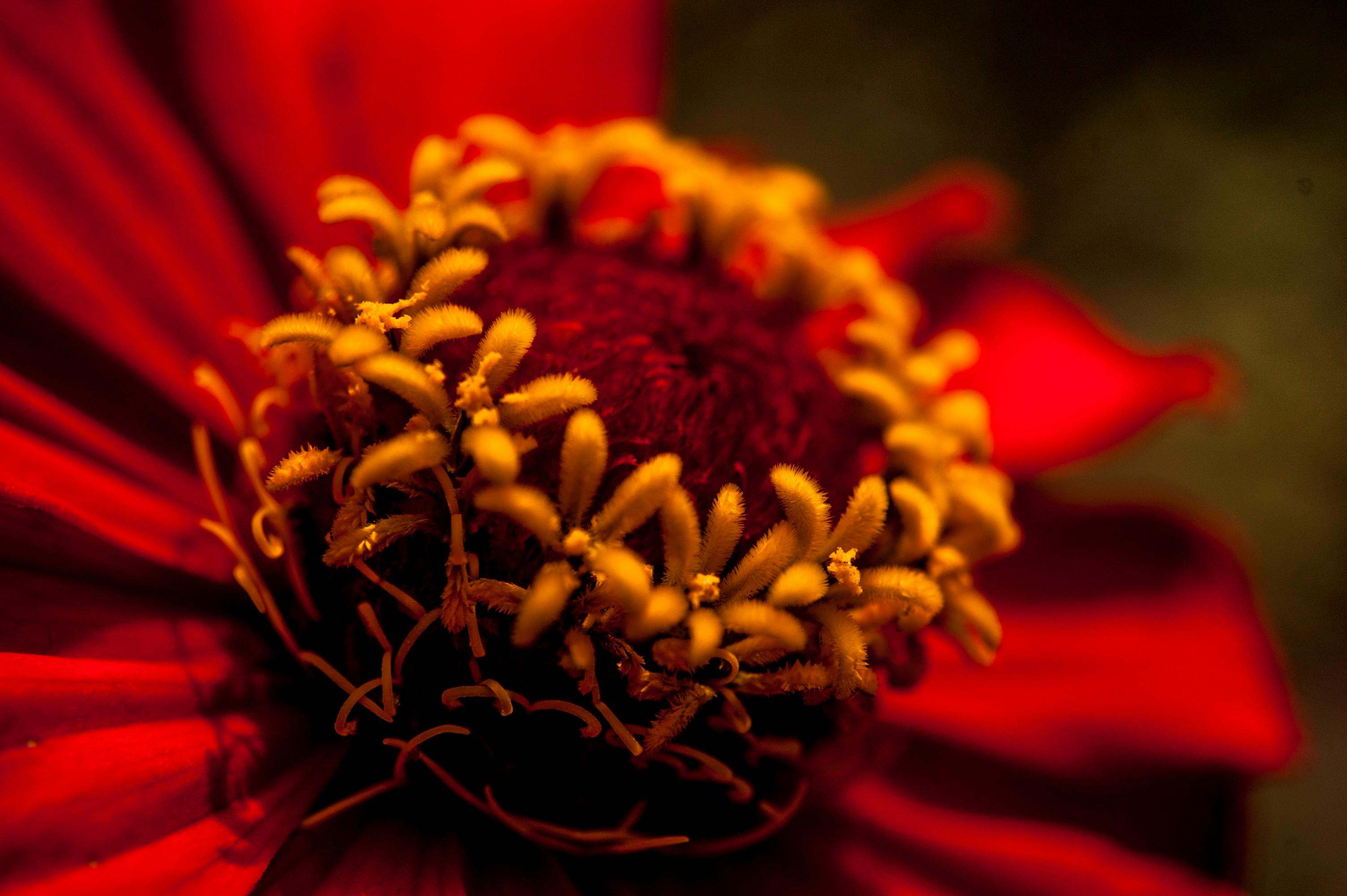 Free stock photo of flor, macro, natural