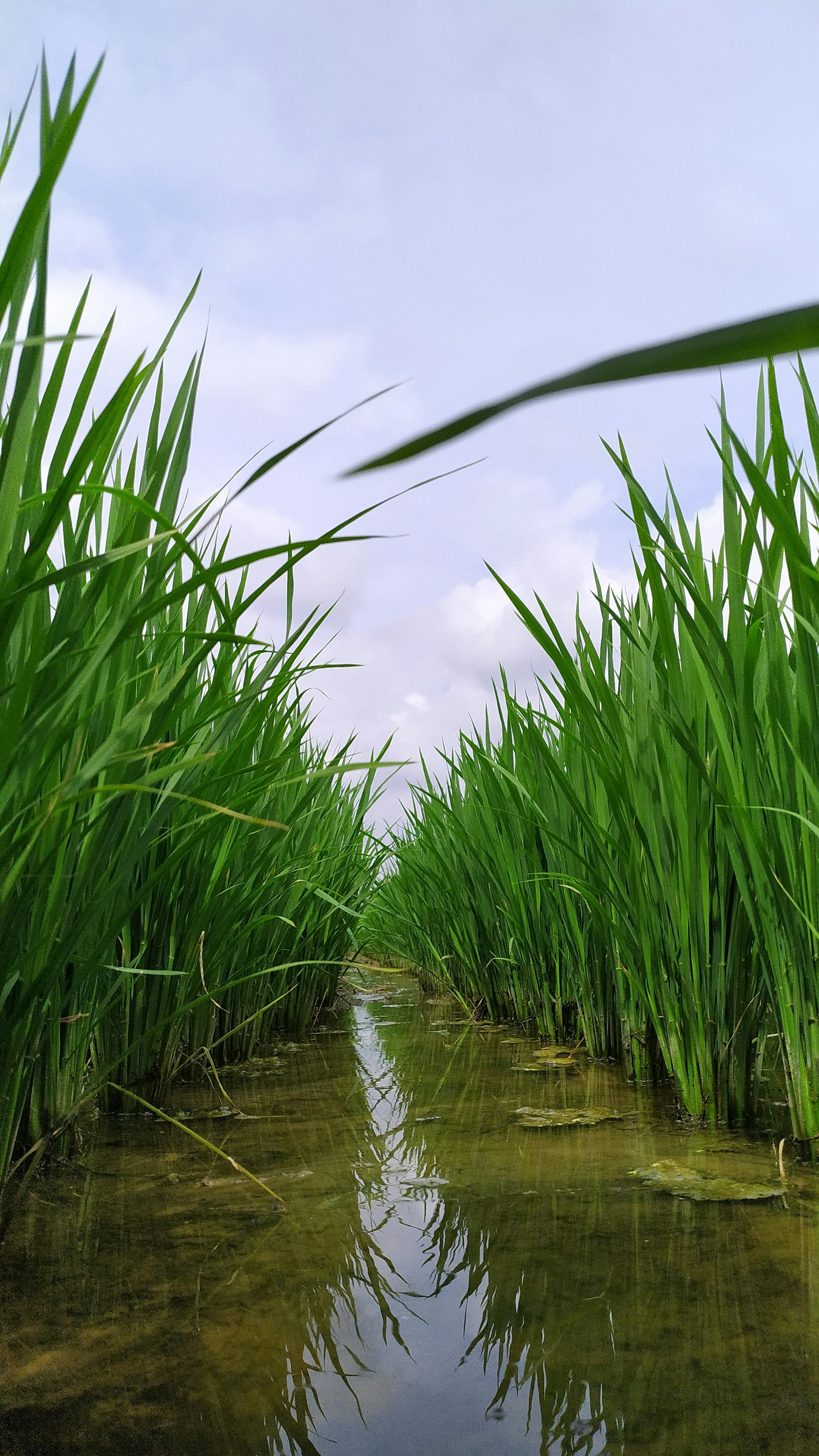Rushes on Water · Free Stock Photo