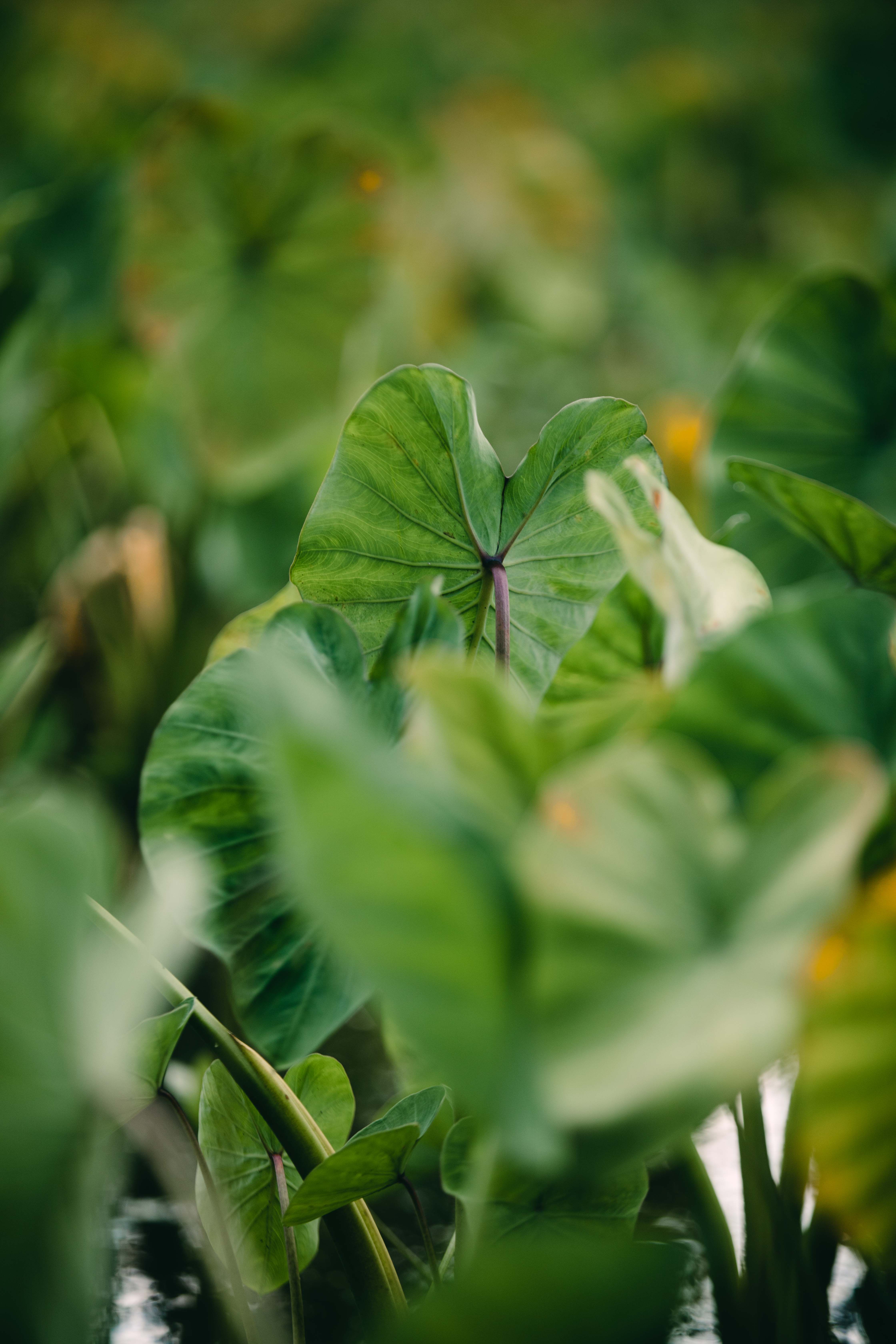 Light Taro Hintergrunde Photos, Download The BEST Free Light Taro ...