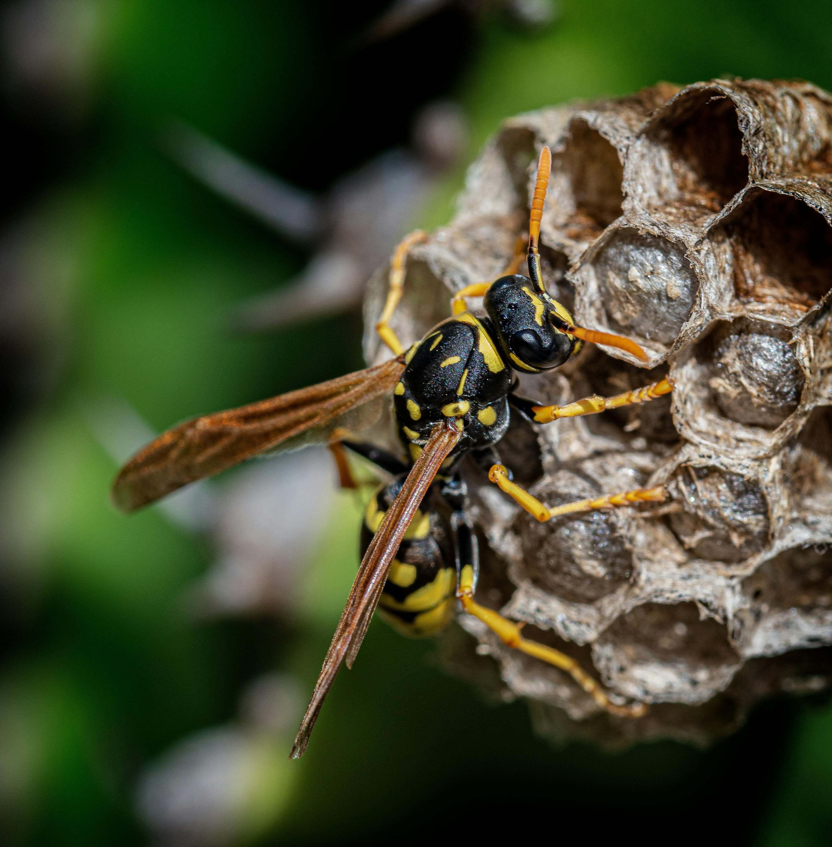 A Wasp Pollinating on a Honeycomb · Free Stock Photo