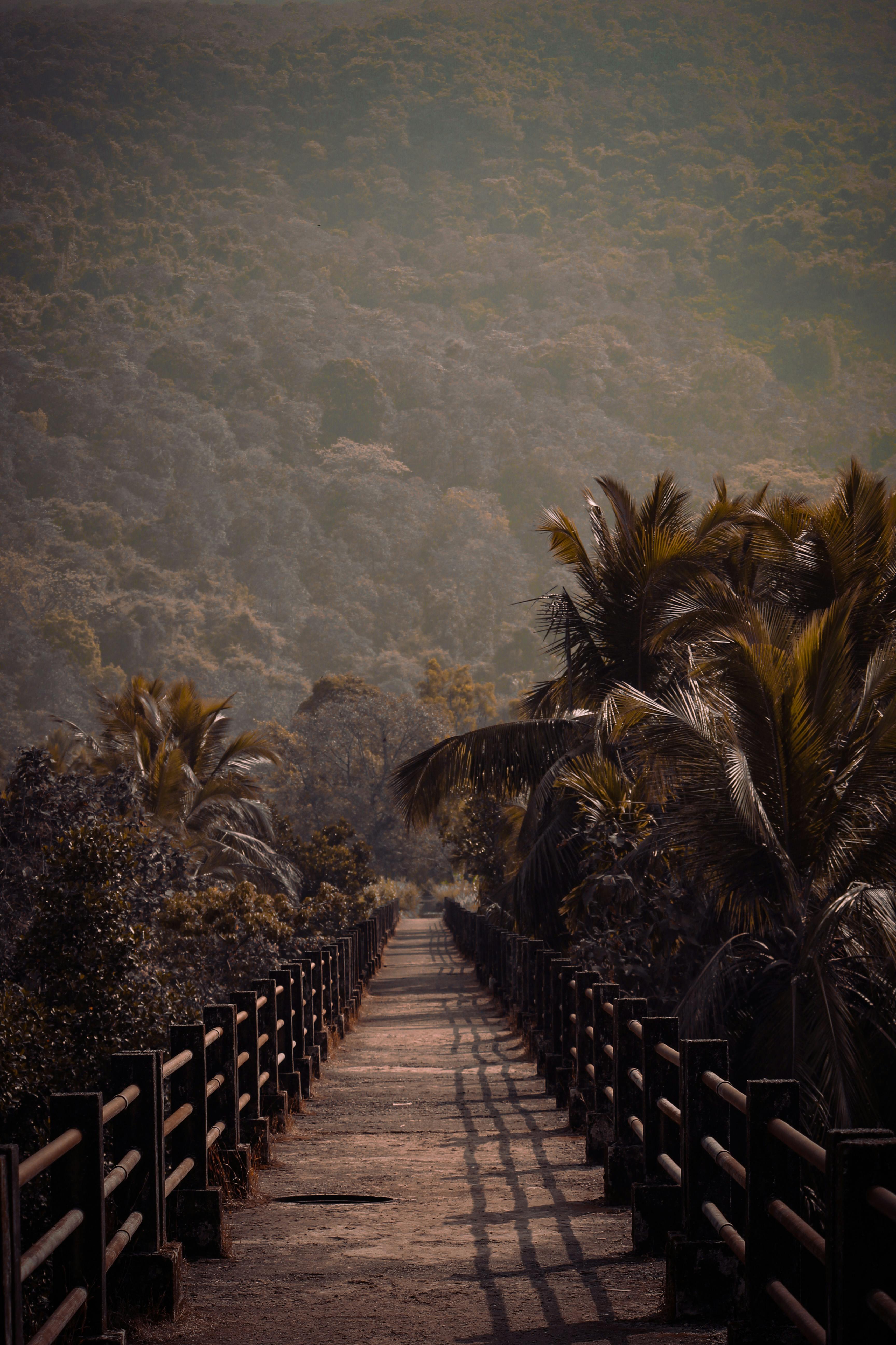 Brown Wooden Pathway in Forest · Free Stock Photo