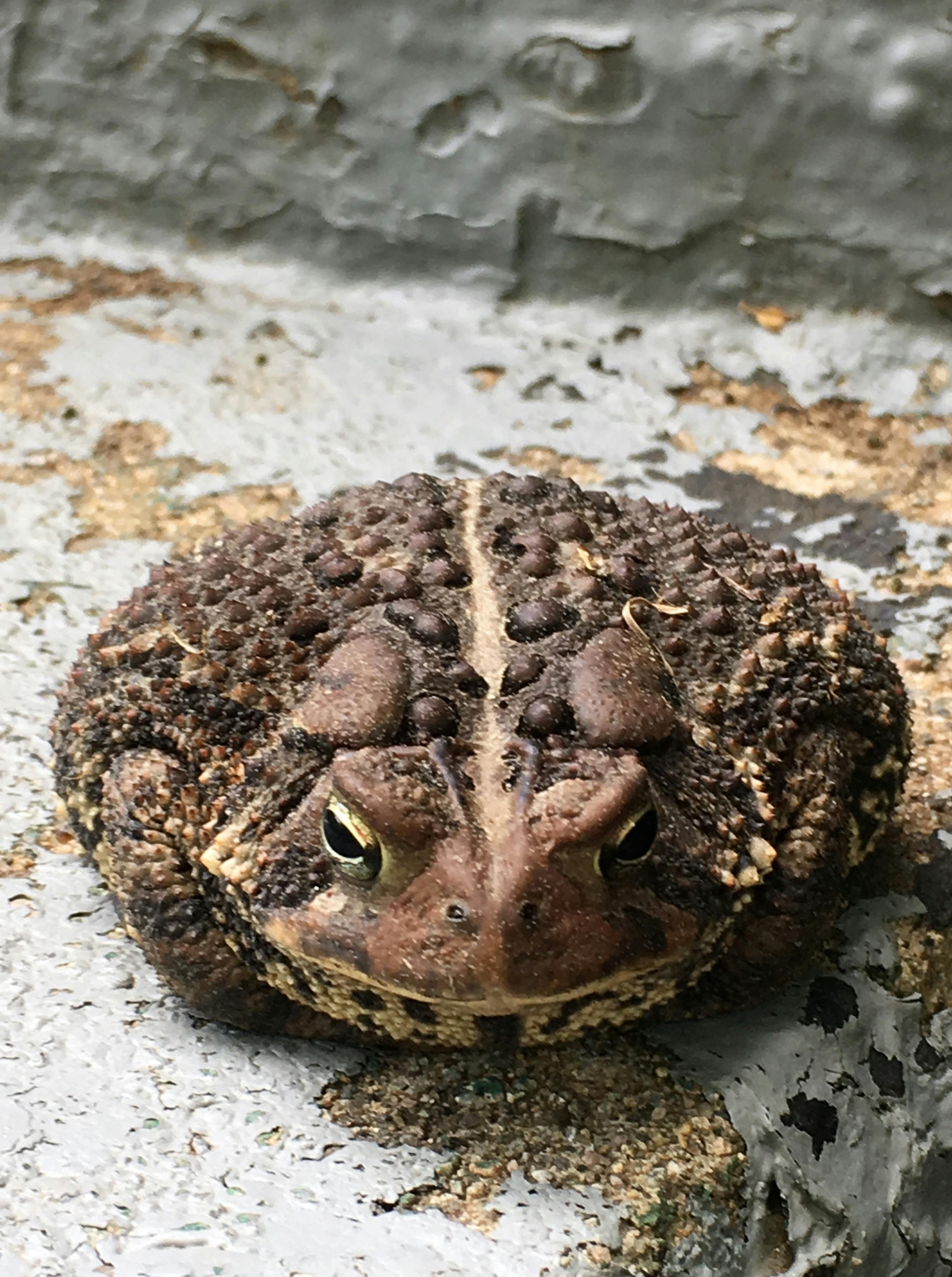 Free stock photo of toad