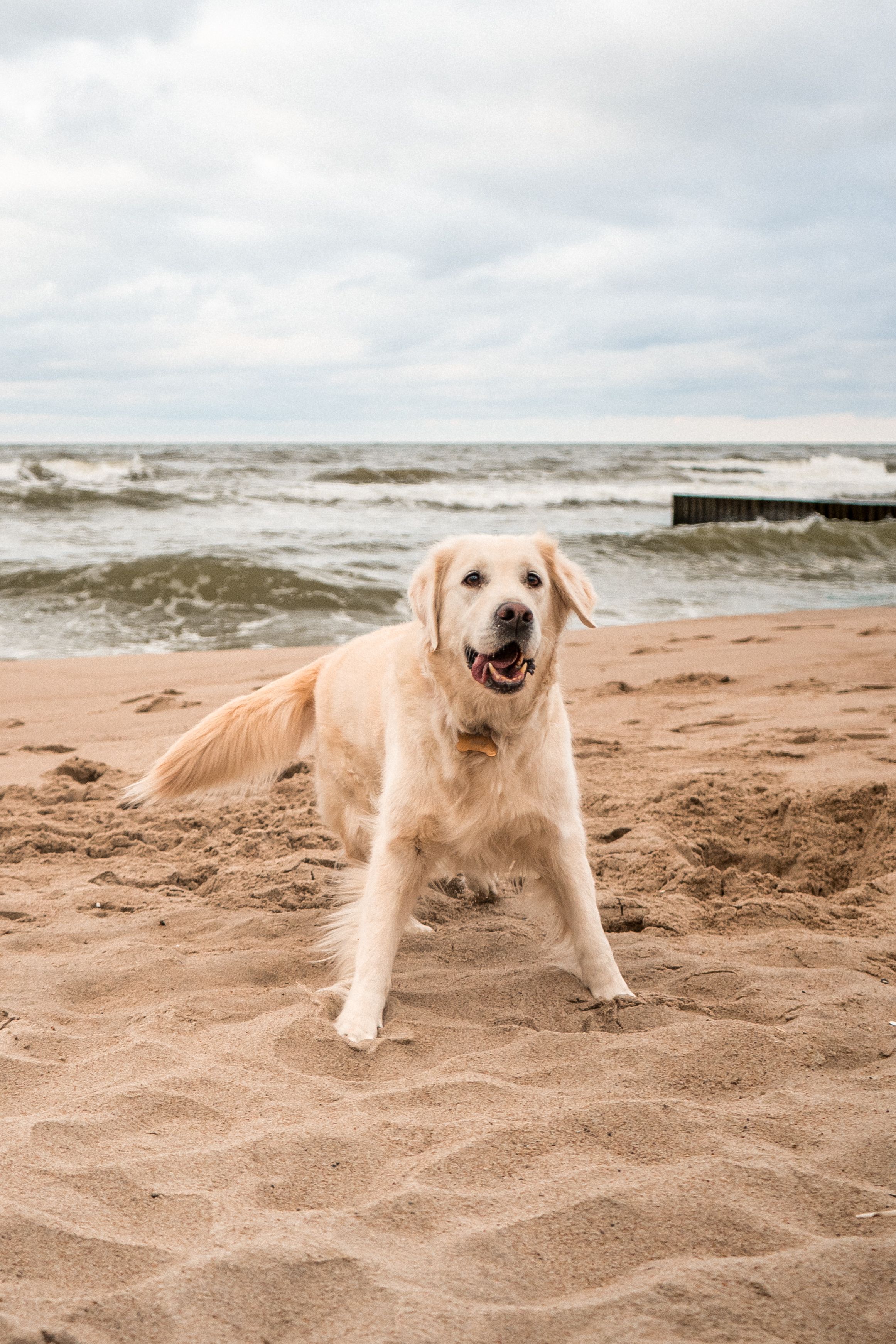 Golden Retriever Playing on Sand Near Sea · Free Stock Photo