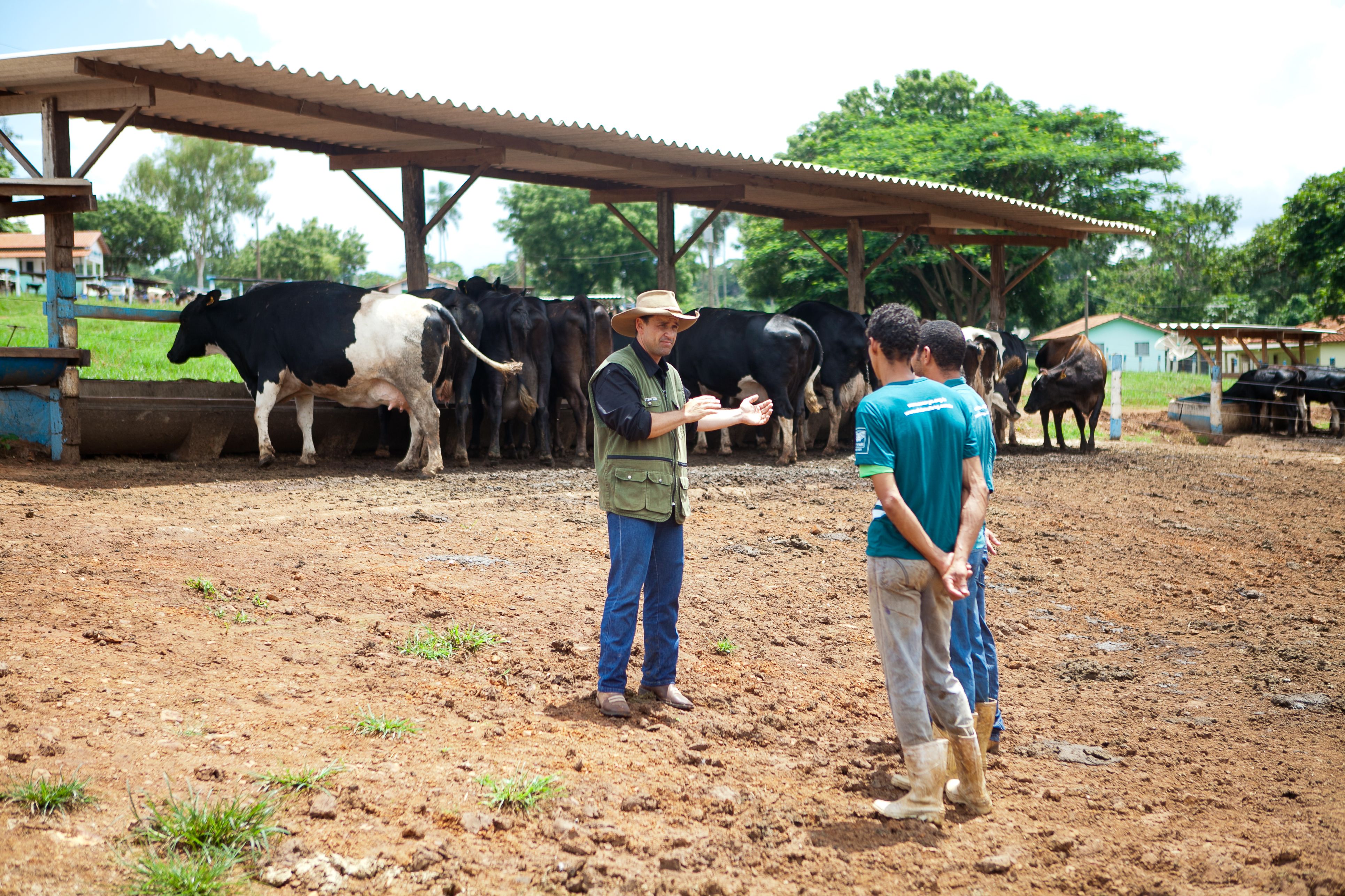 20,000+ Best Cow Farm Photos · 100% Free Download · Pexels Stock Photos