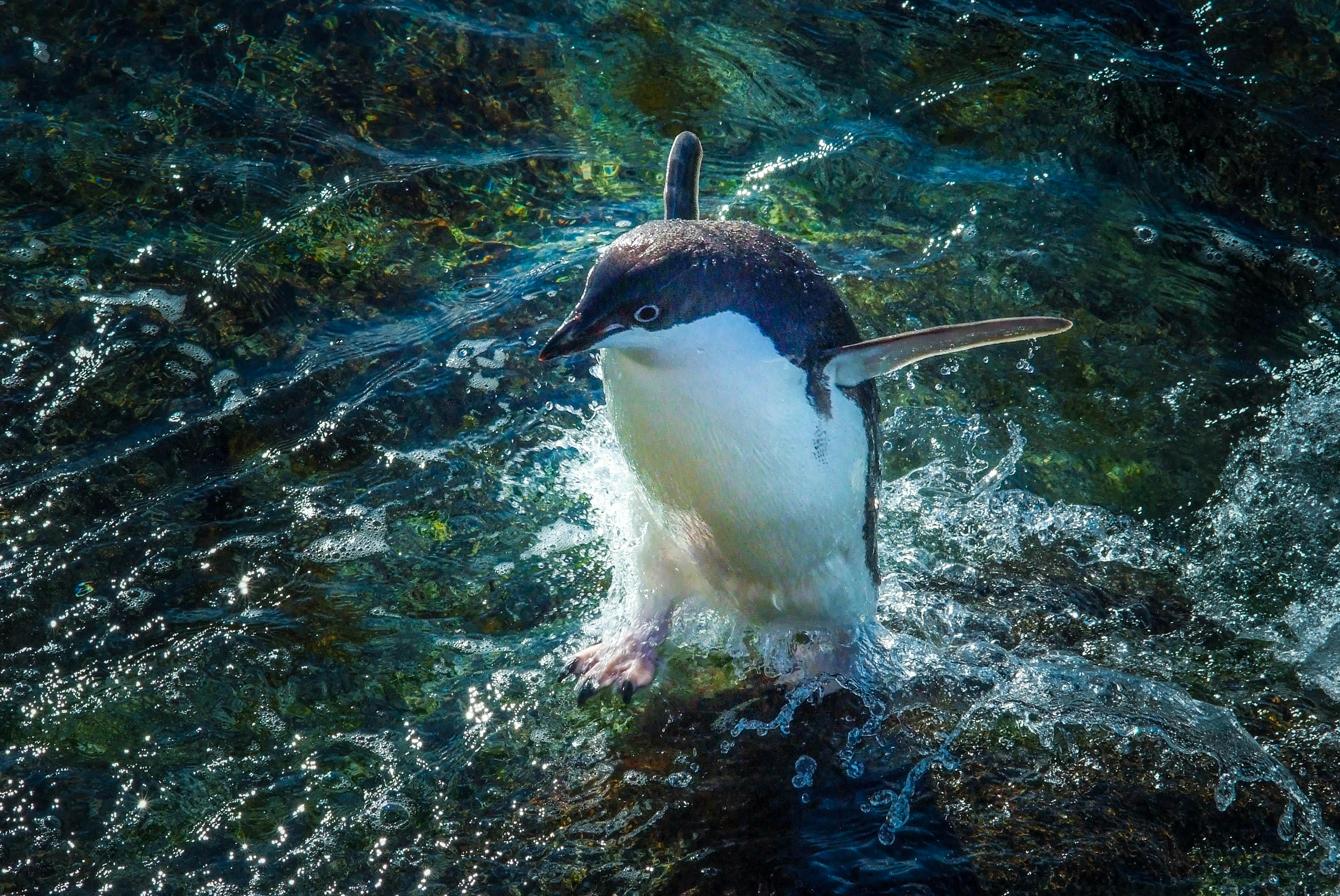 A Penguin in the Water · Free Stock Photo