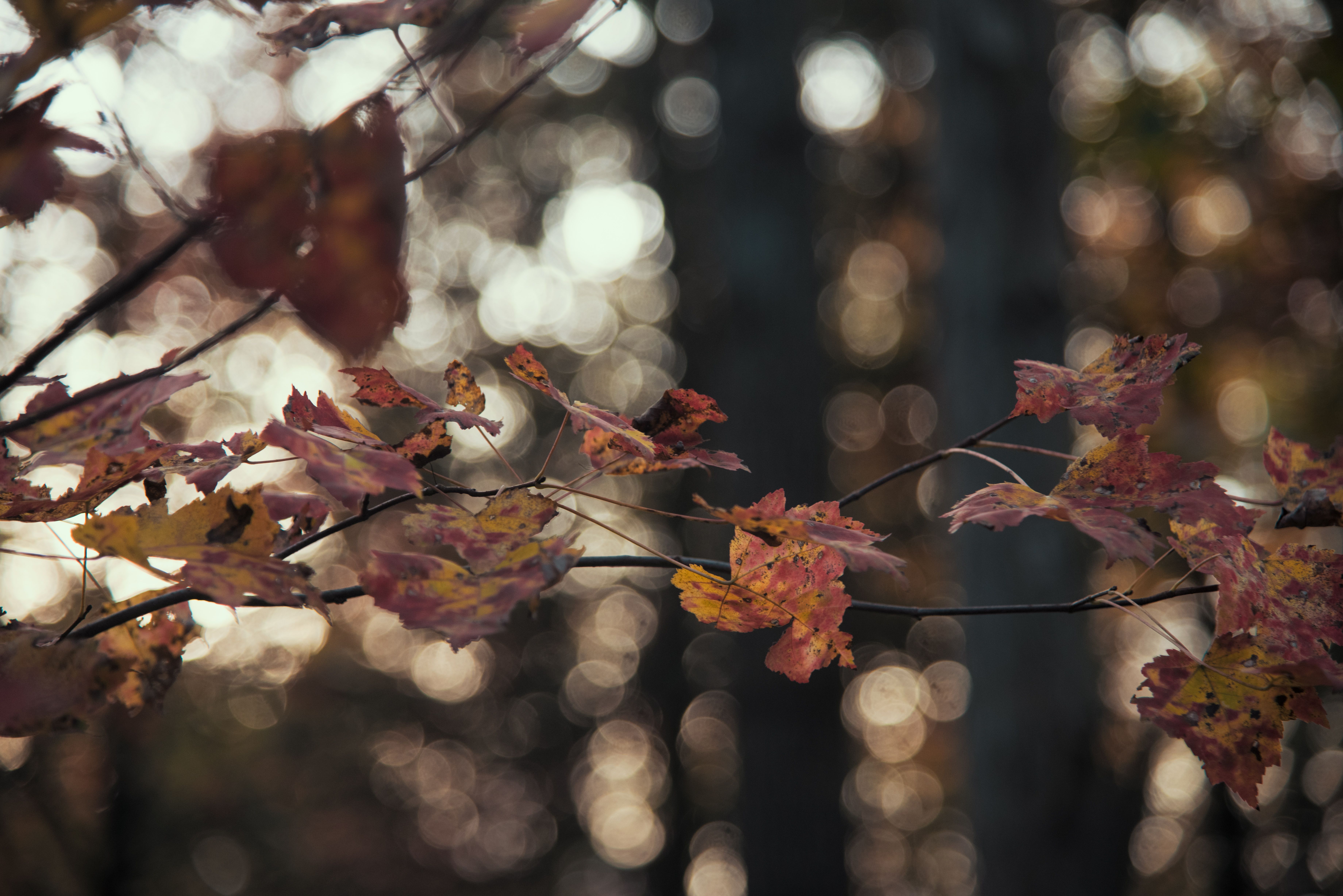 Free stock photo of brown, landscape, nature