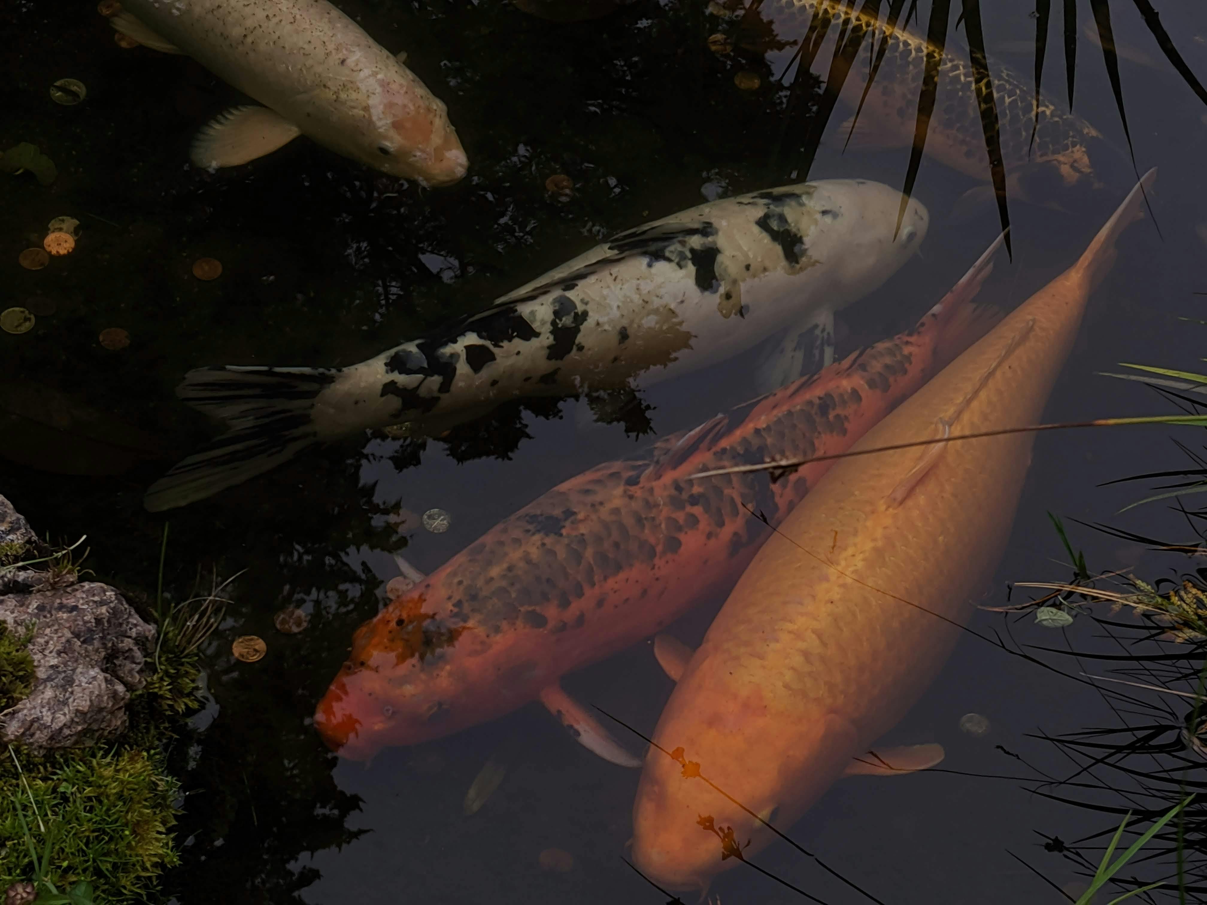 Close up of Fish · Free Stock Photo