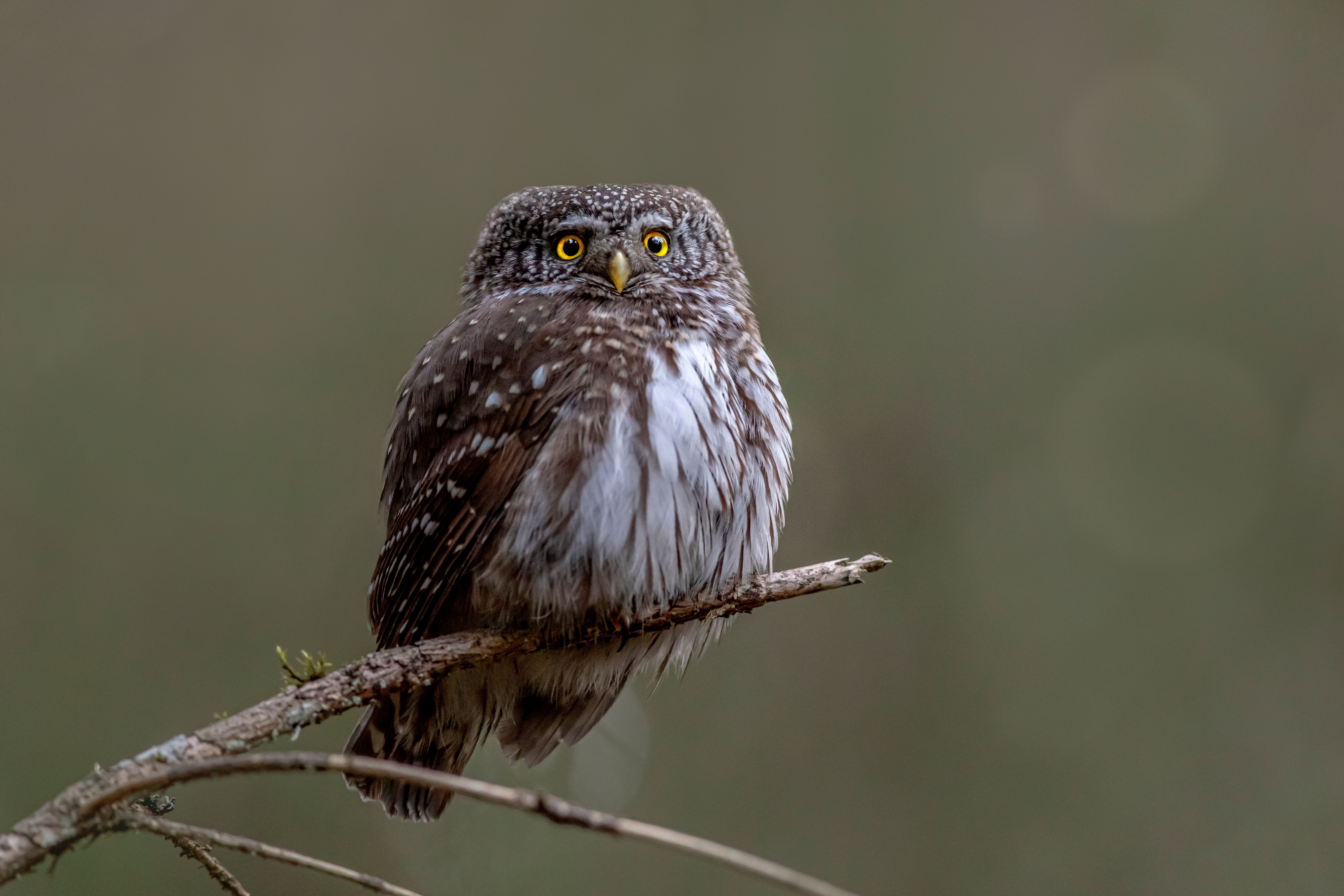 An Owl Perched on a Branch · Free Stock Photo
