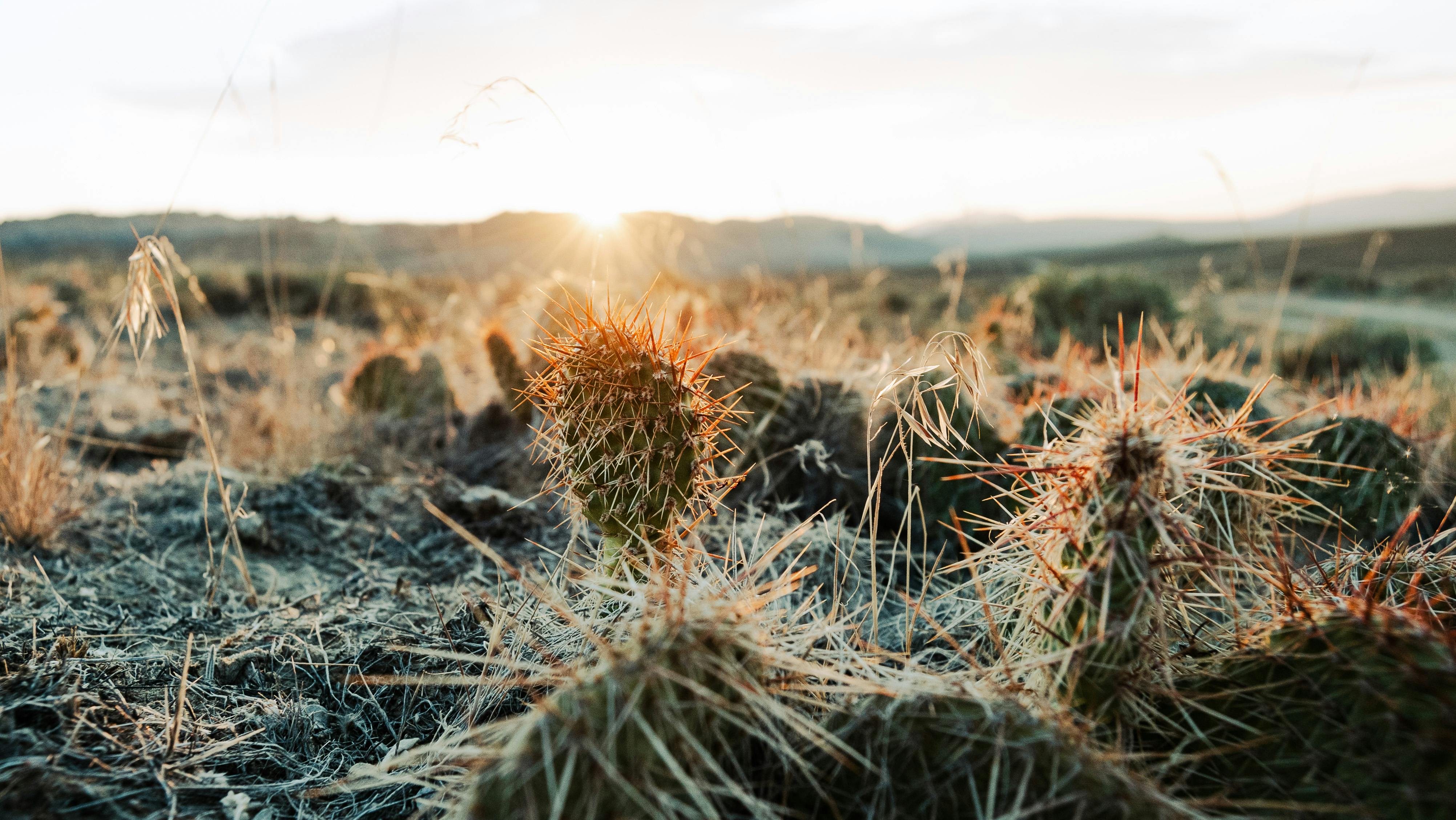 Cactus on Ground at Sunset · Free Stock Photo