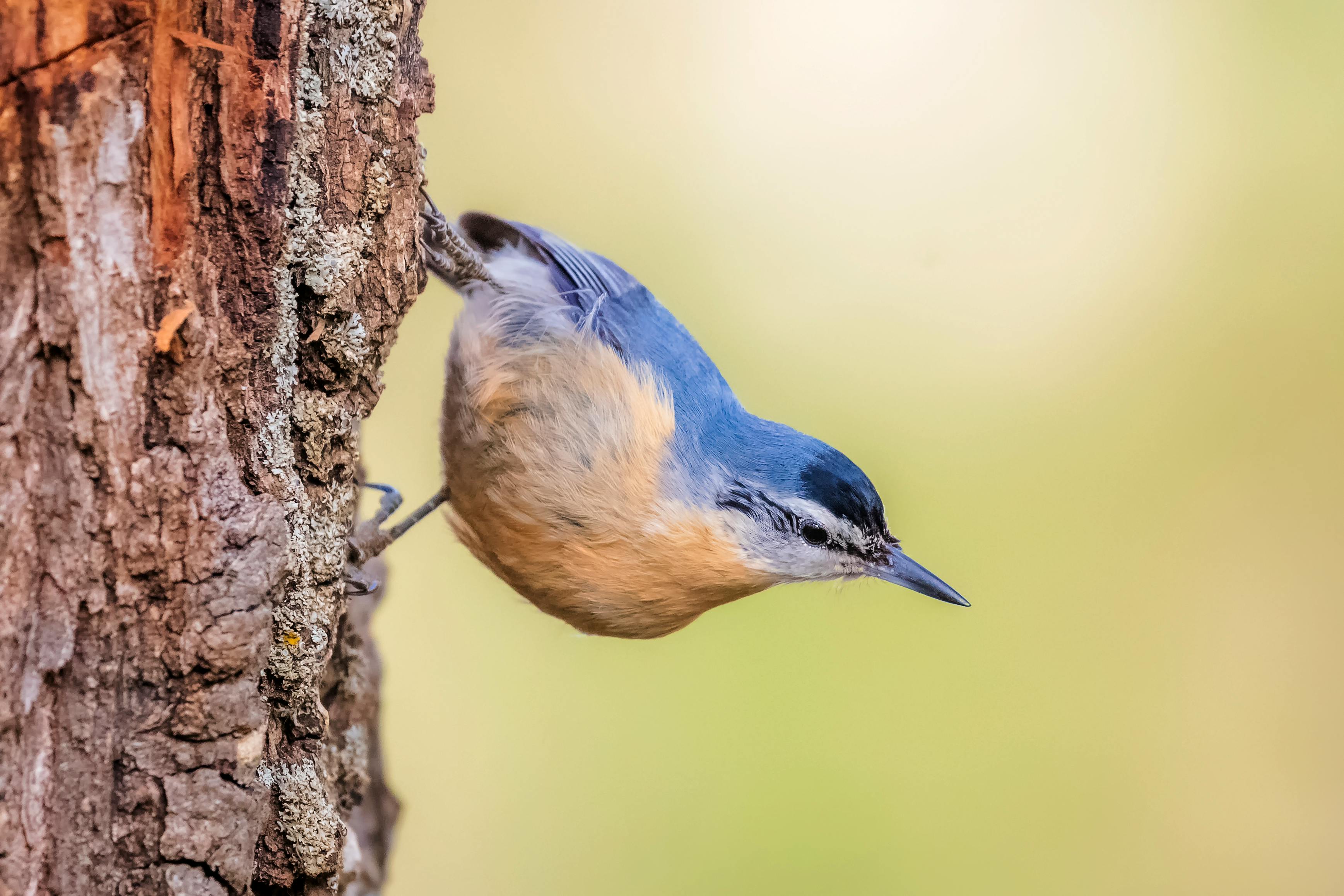 Close-Up Shot of a Bird · Free Stock Photo