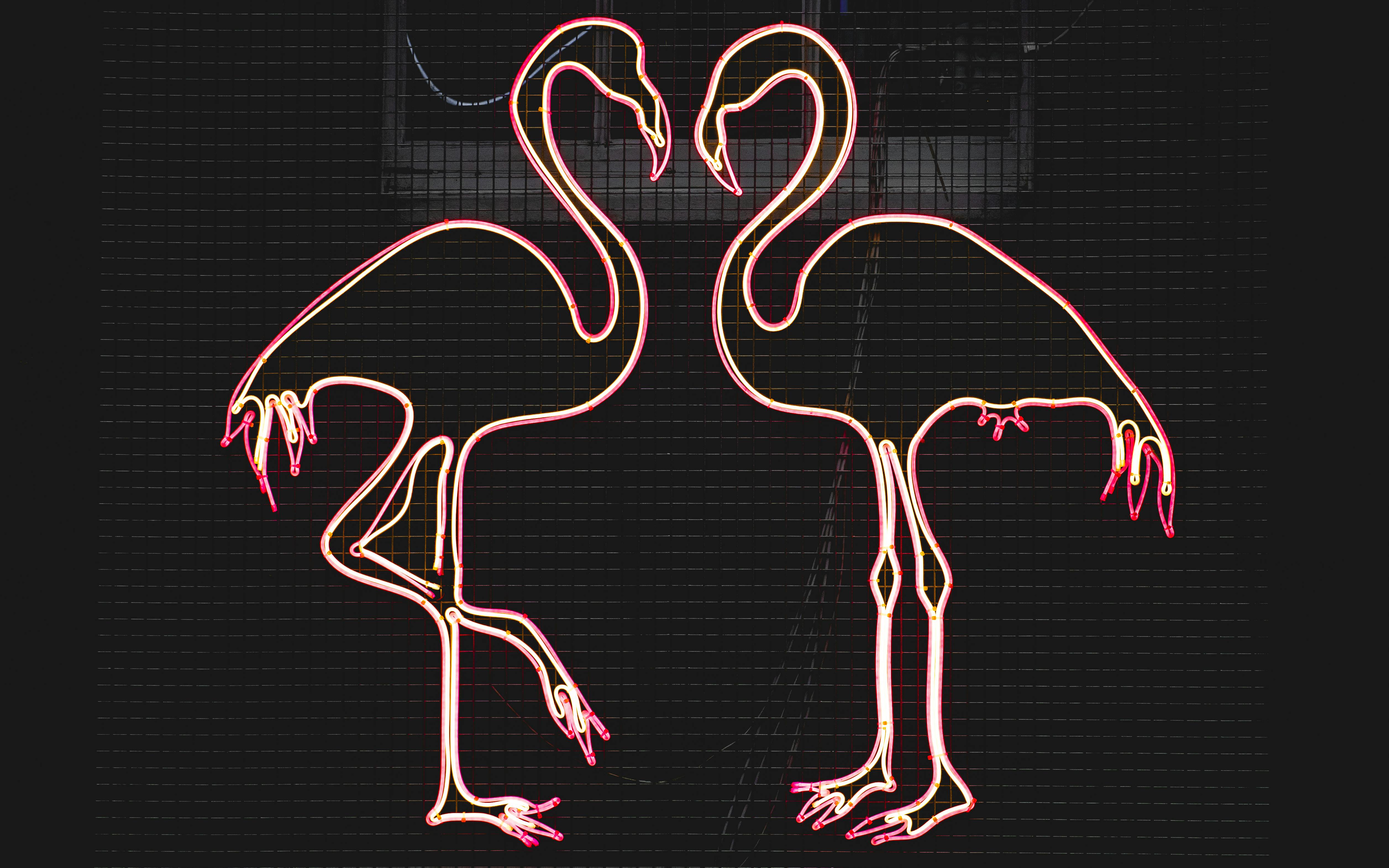 Neon Lights of Flamingo Birds · Free Stock Photo