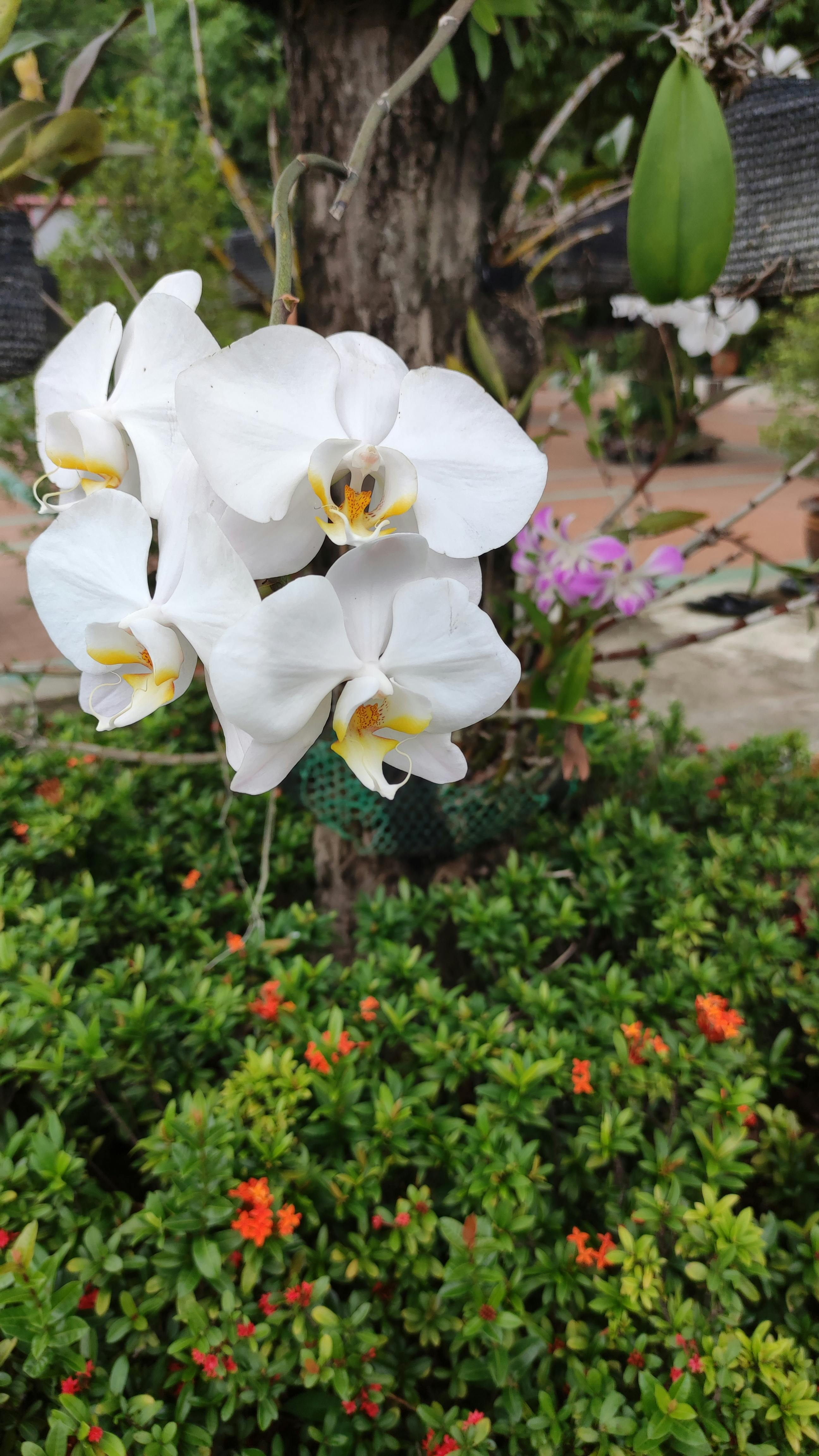 Tin Win Tun - Photographie