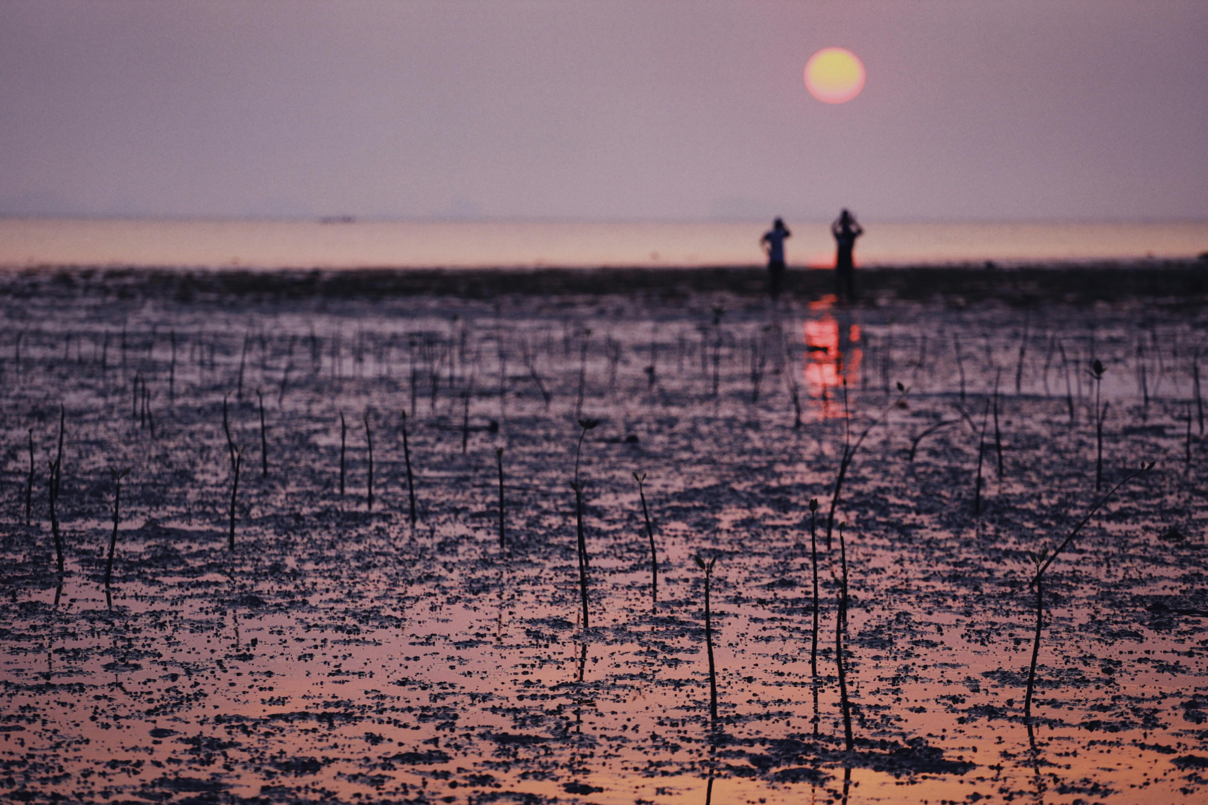 Marsh on Sea Shore at Dusk · Free Stock Photo