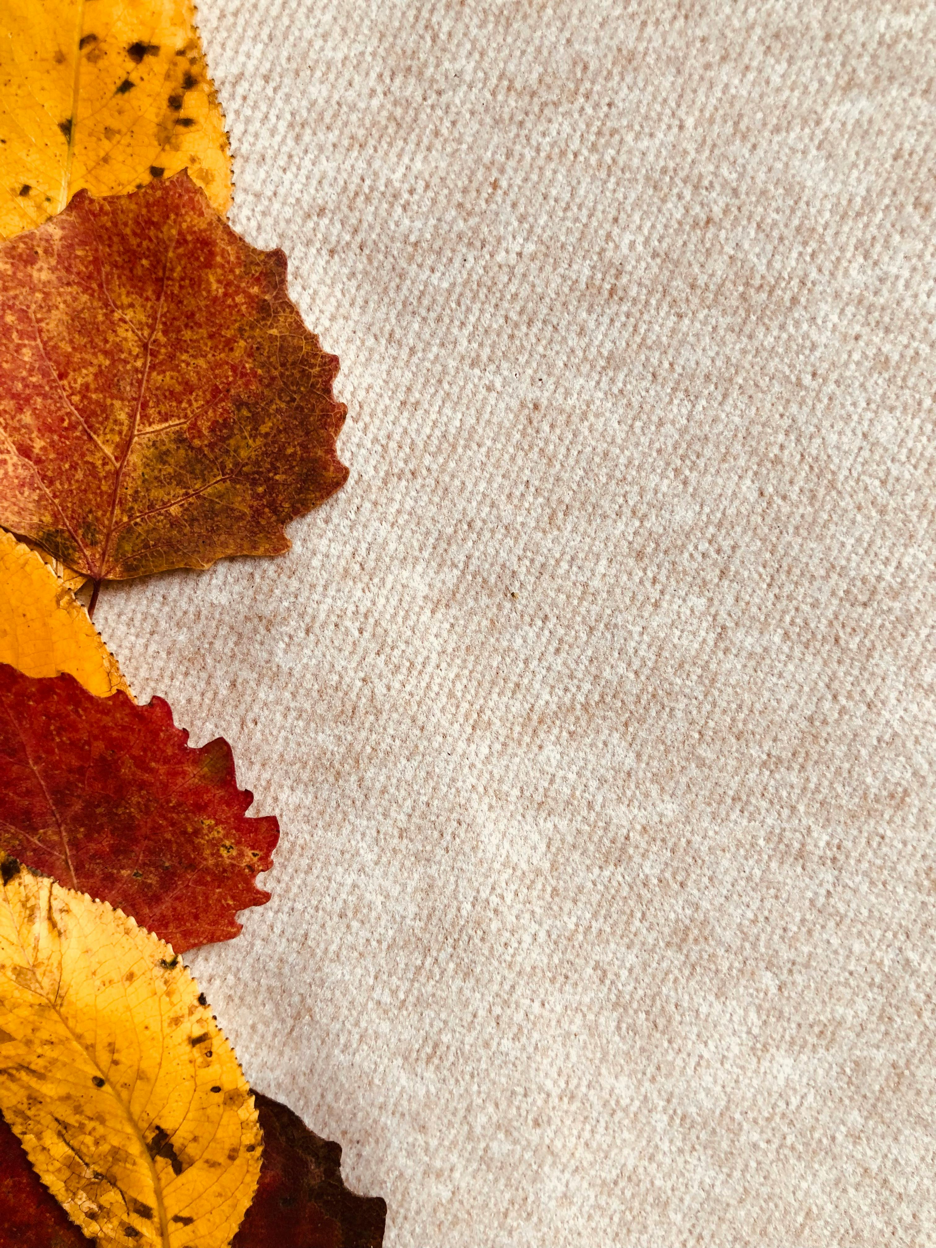 Close-Up Shot of Autumn Leaves on Beige Textile · Free Stock Photo