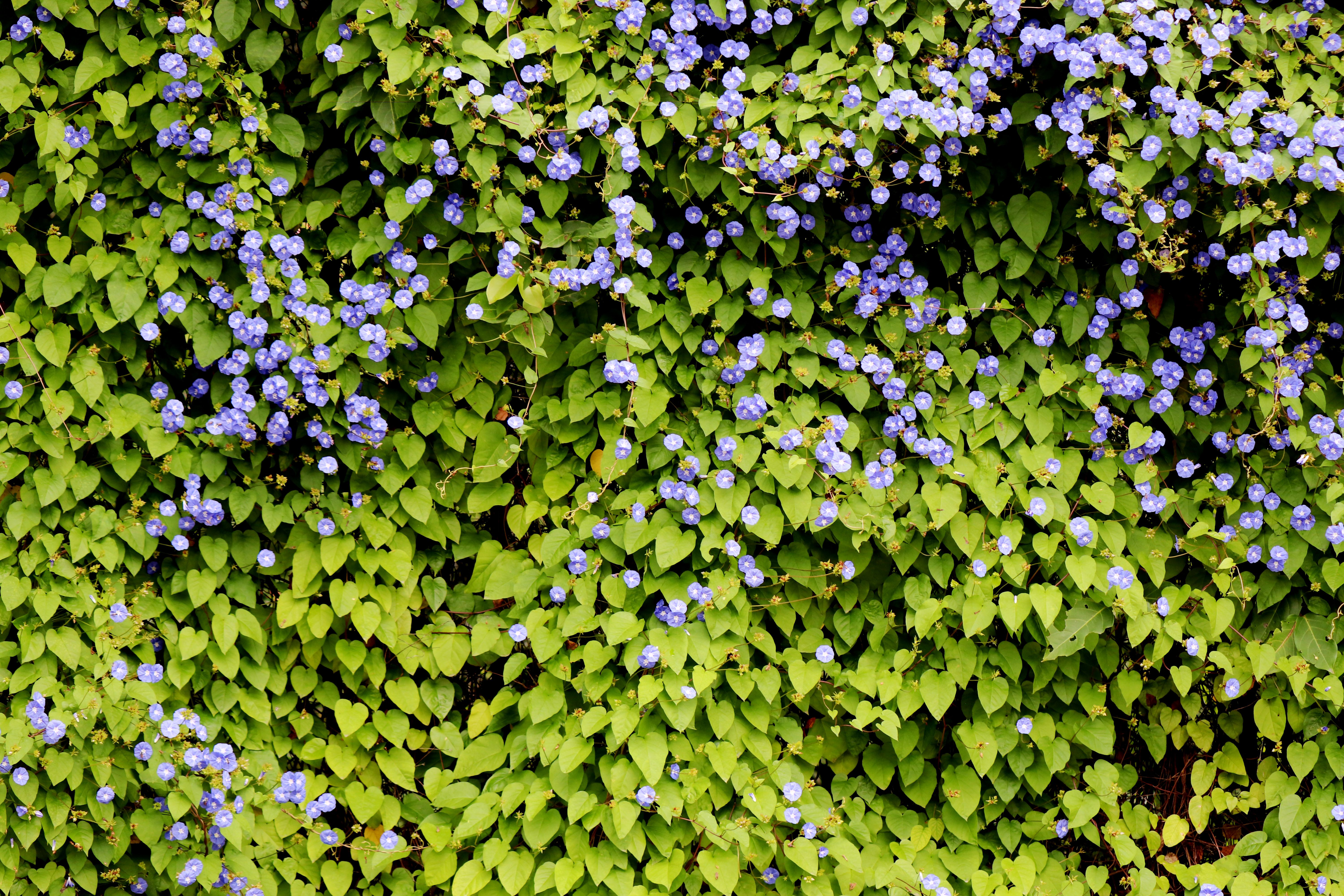 Photo of Ivy Plants · Free Stock Photo