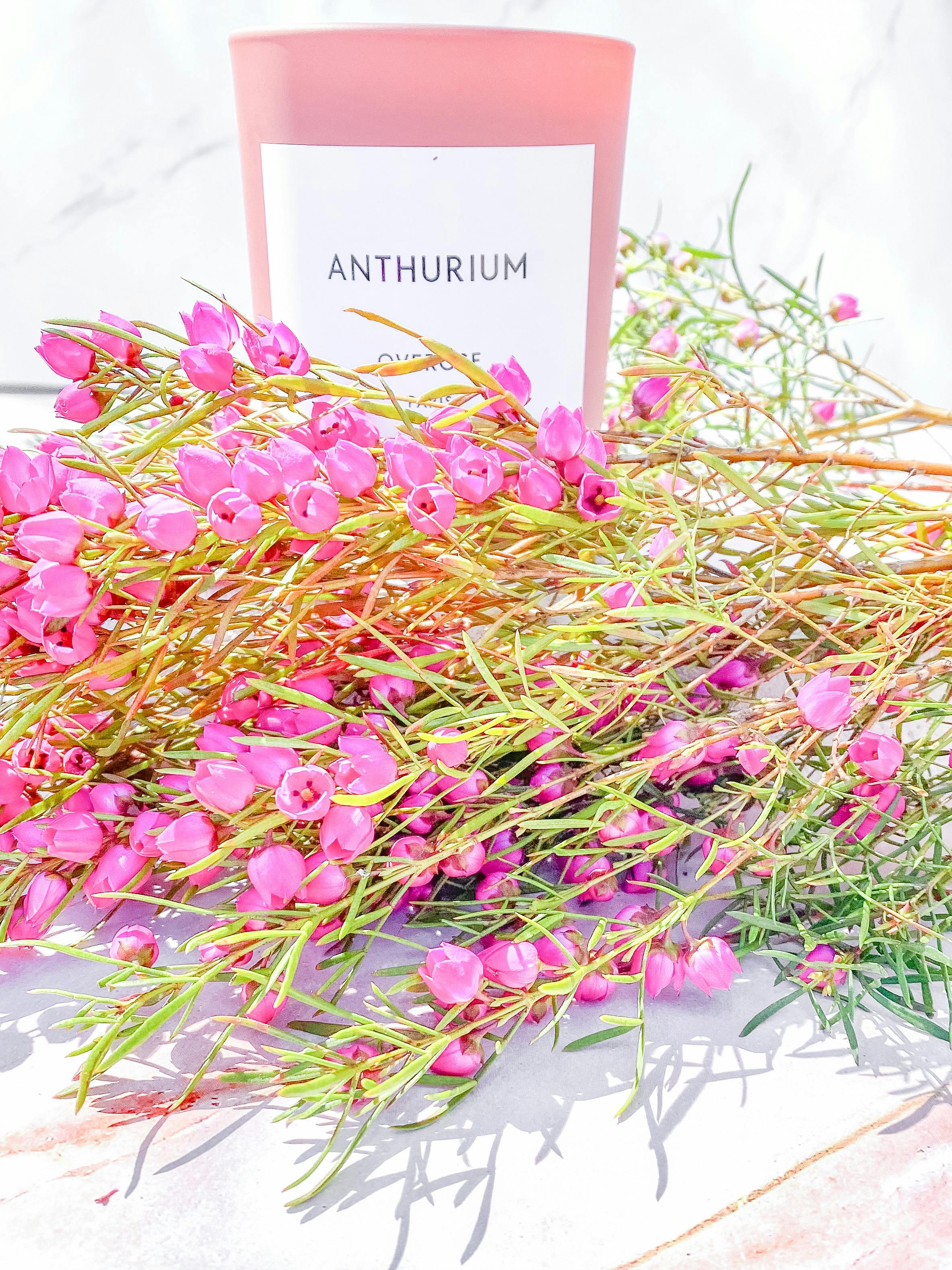 Close Up Shot of a Flower · Free Stock Photo