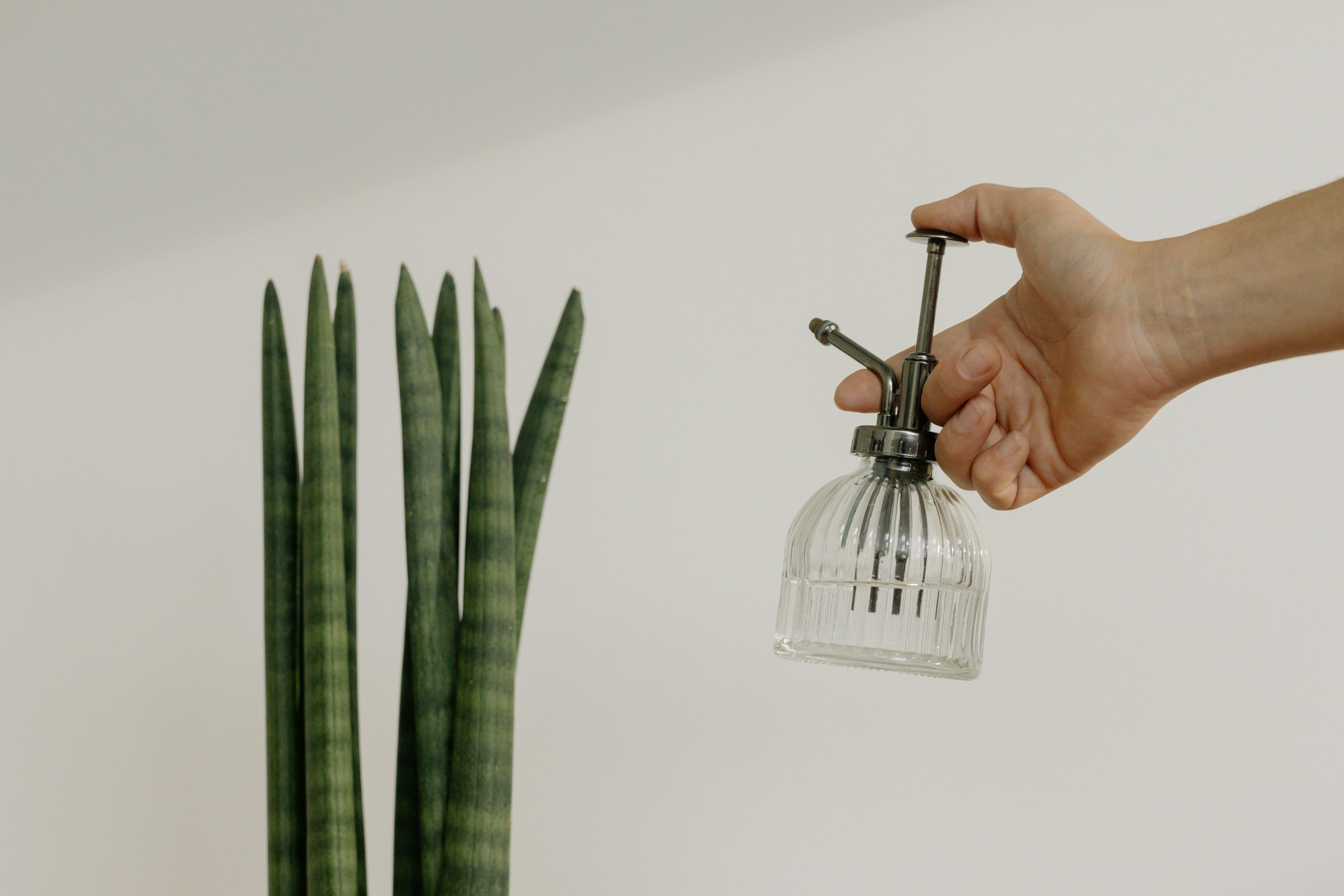 Person Watering the Plants · Free Stock Photo