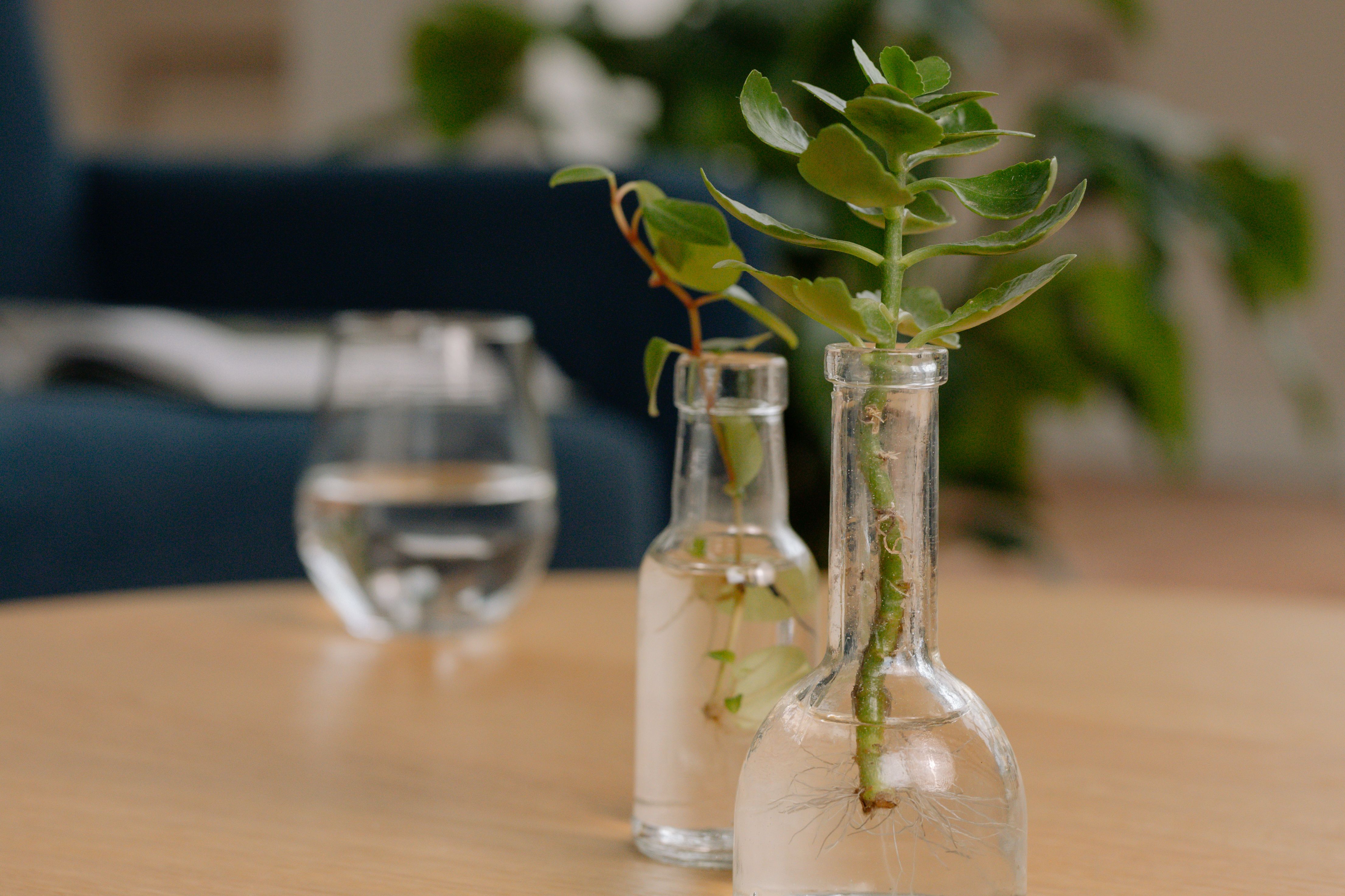 Shallow Focus of Green Plants in Clear Glass Bottles on Wooden Surface ...