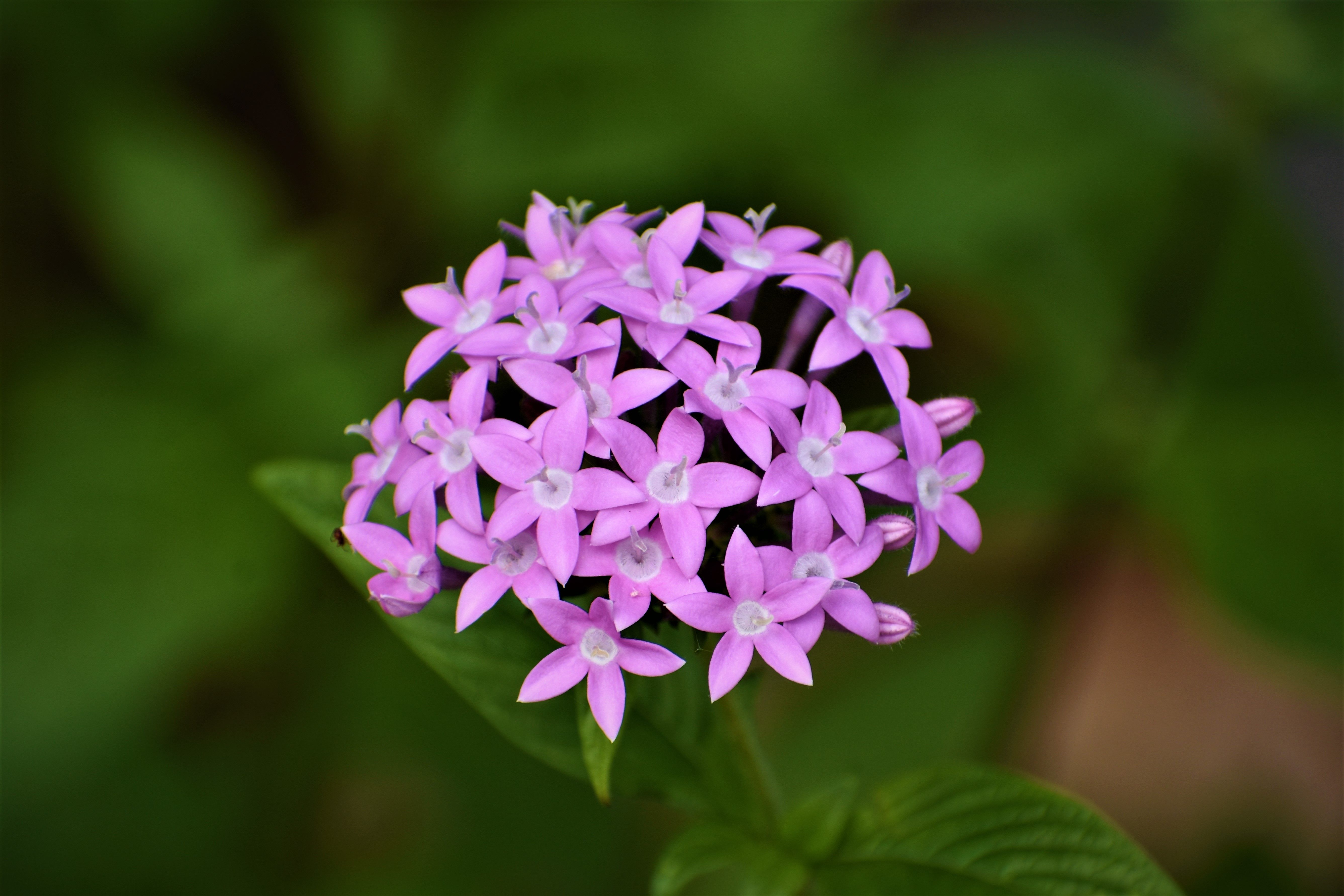Close-Up Shot of Pentas Lanceolatas · Free Stock Photo
