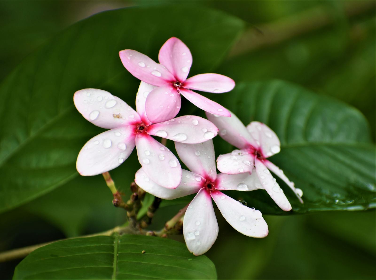 Kopsia Photos, Download The BEST Free Kopsia Stock Photos & HD Images