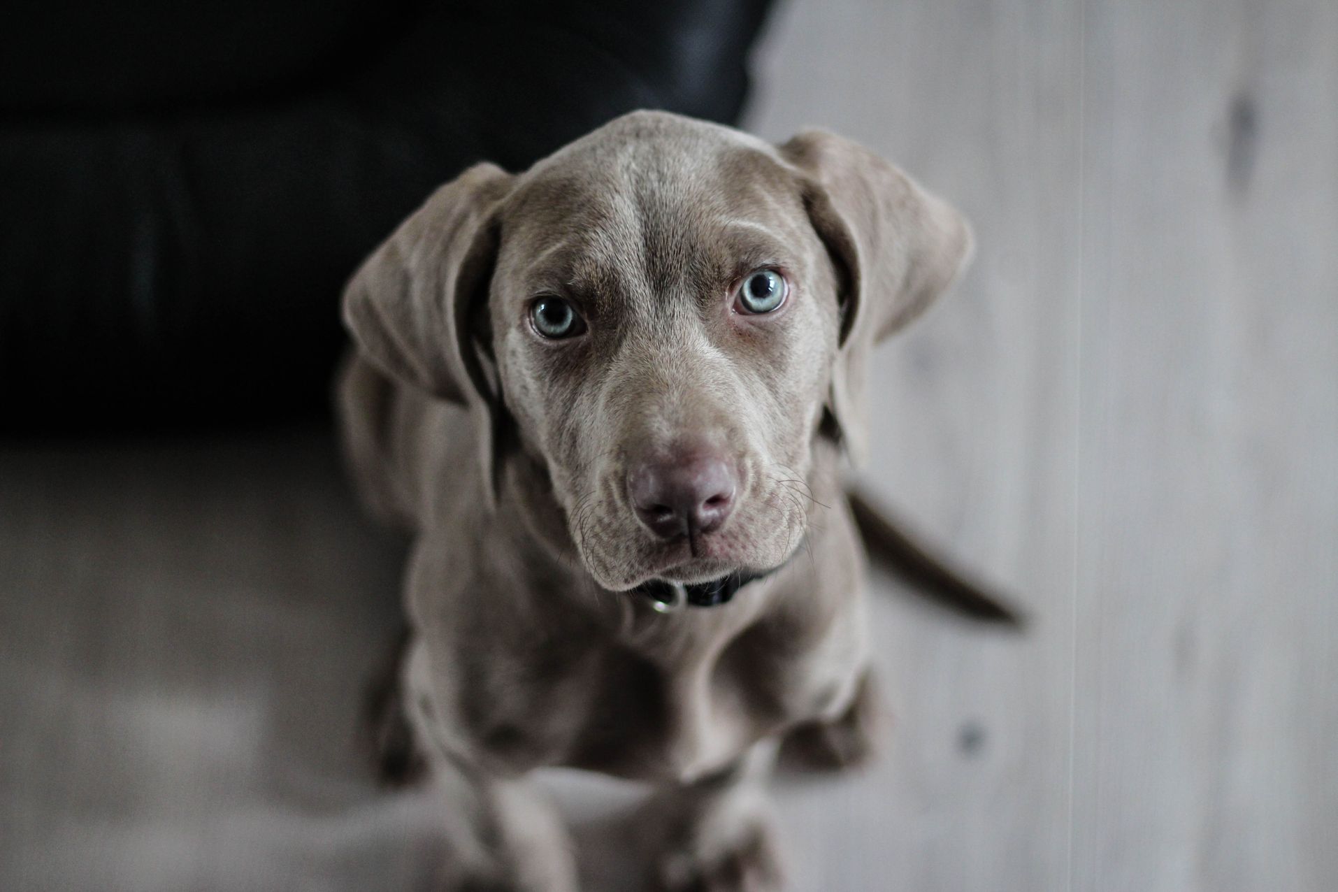 Unlocking Canine External Anatomy: A Comprehensive Guide