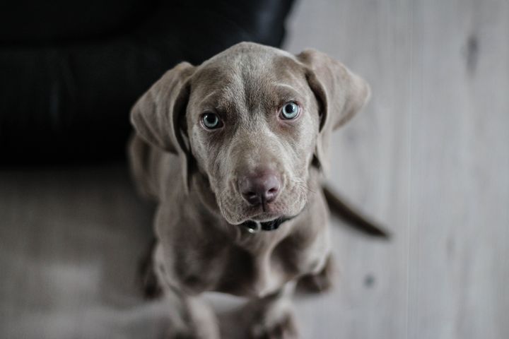 Understanding Canine Pelvic Limb Anatomy and Its Function
