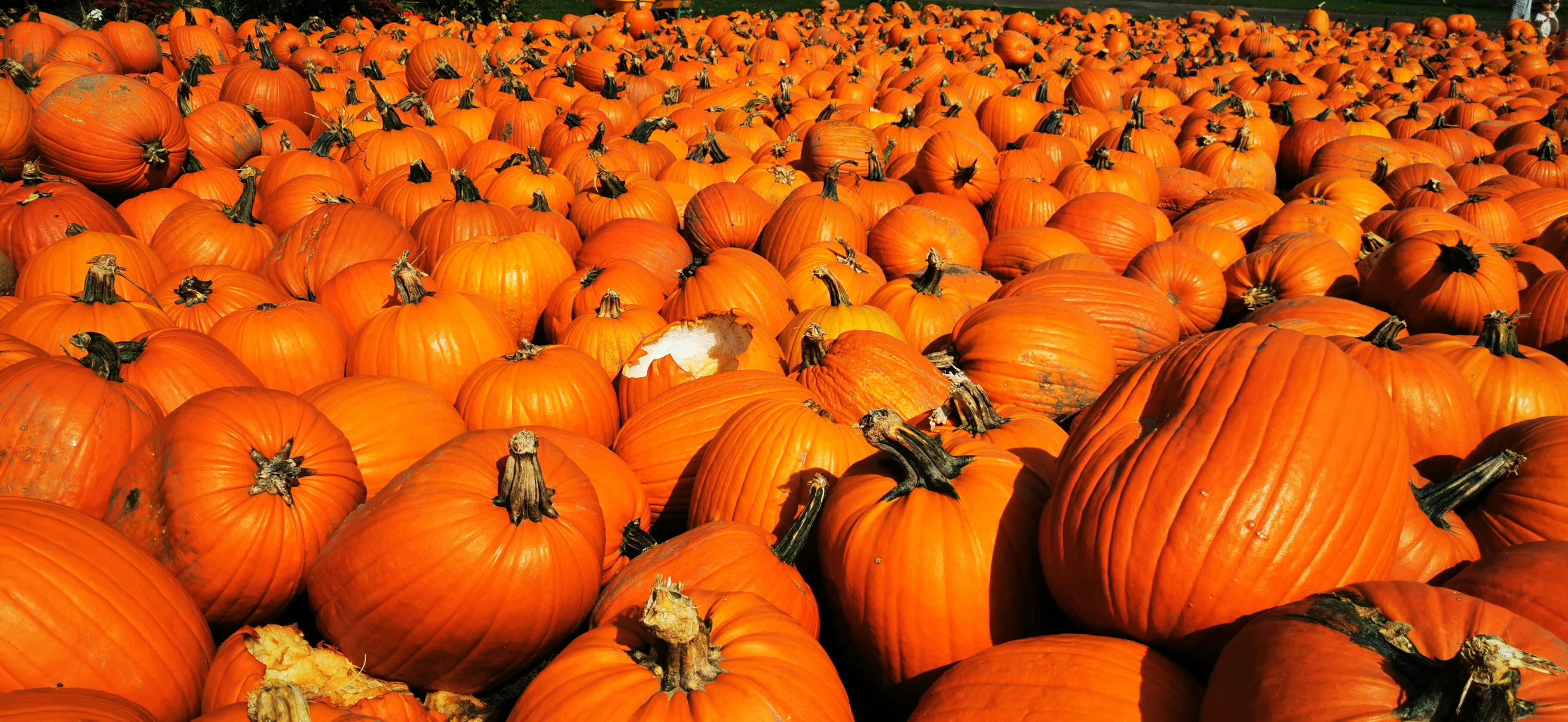 Close-Up Photography of A Pumpkin · Free Stock Photo